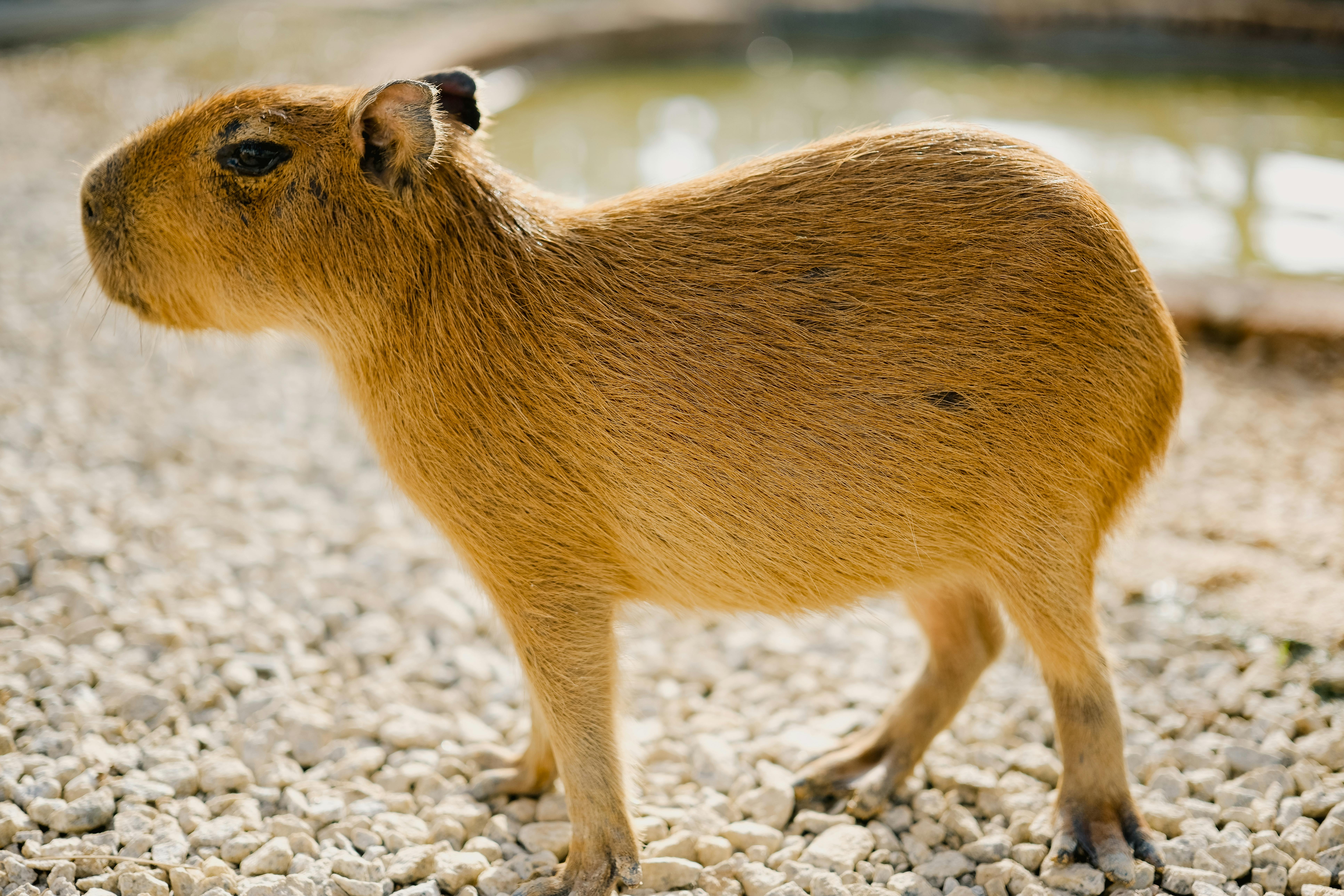 Close up of Capybara Pup · Free Stock Photo