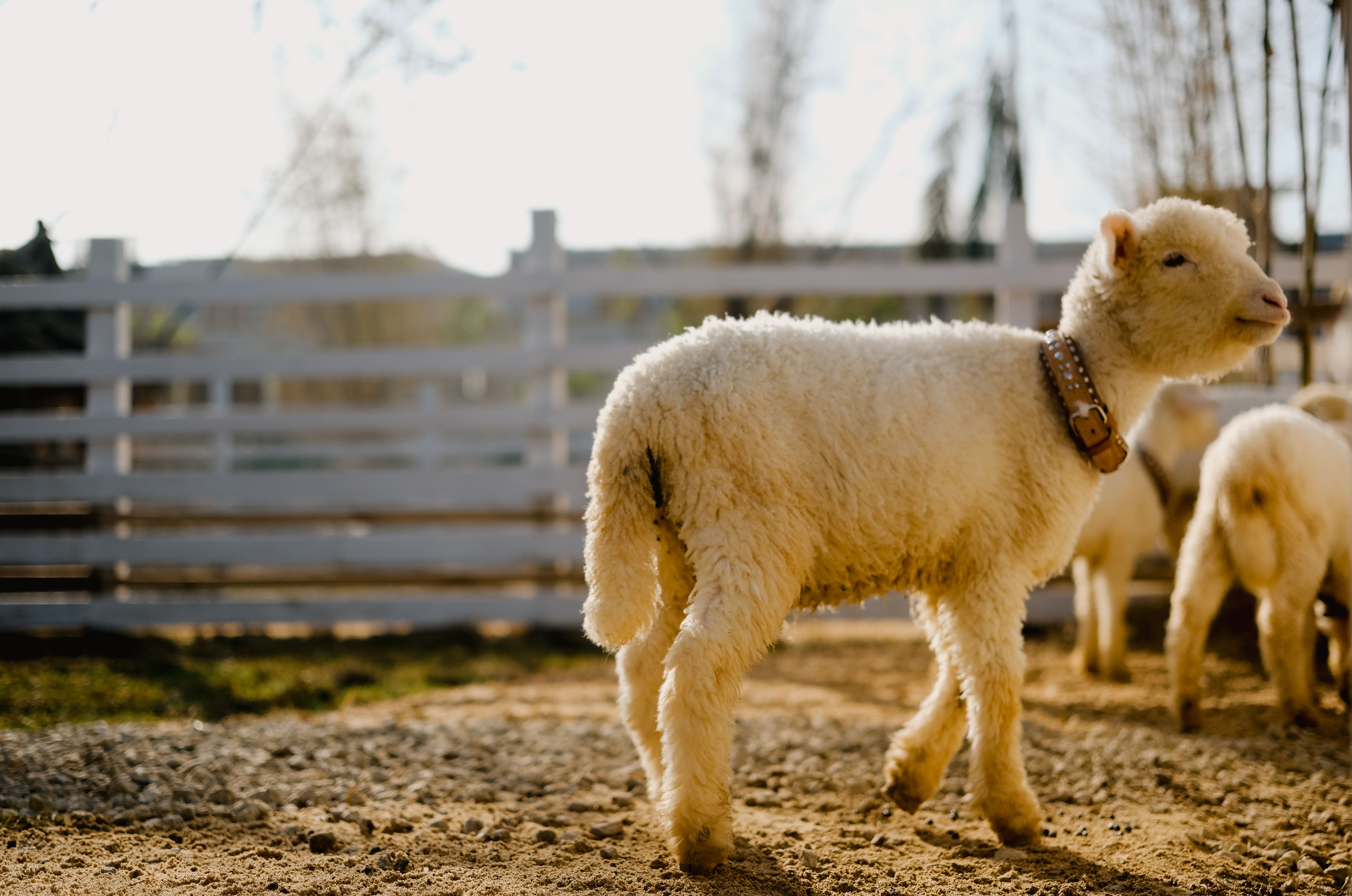 Lamb on Farm · Free Stock Photo