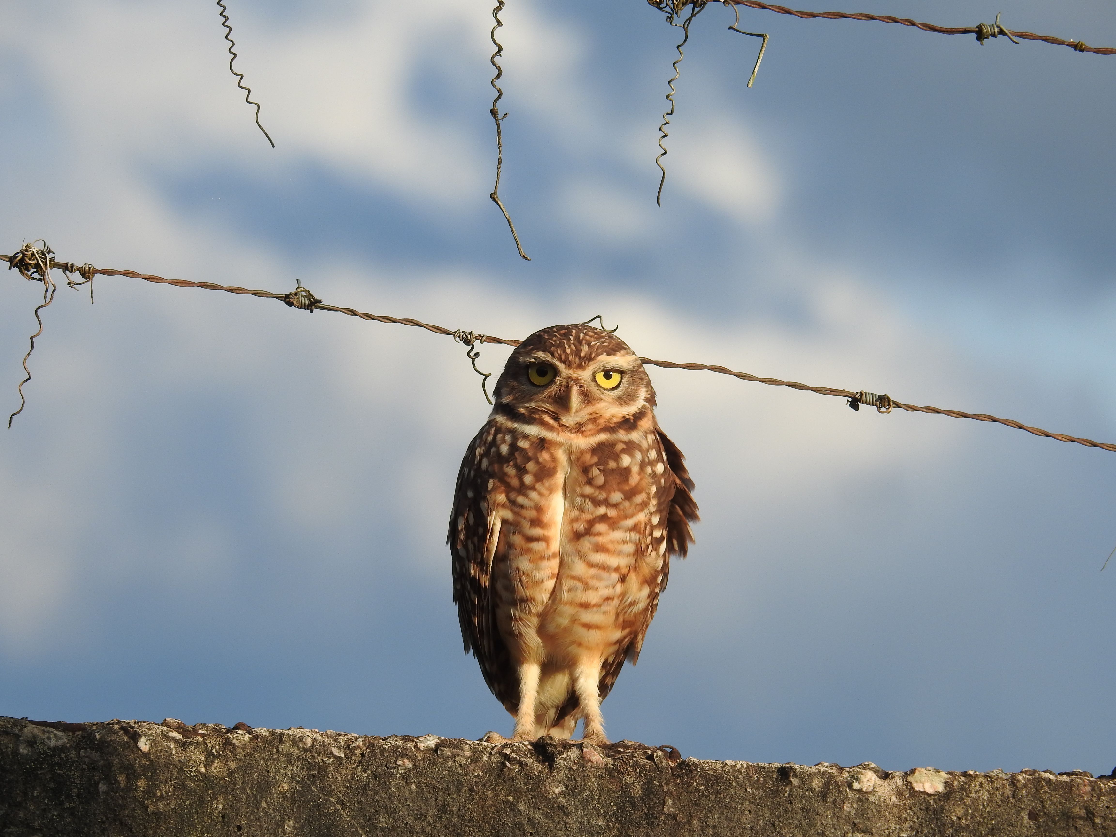 Burrowing Owl on Wall · Free Stock Photo