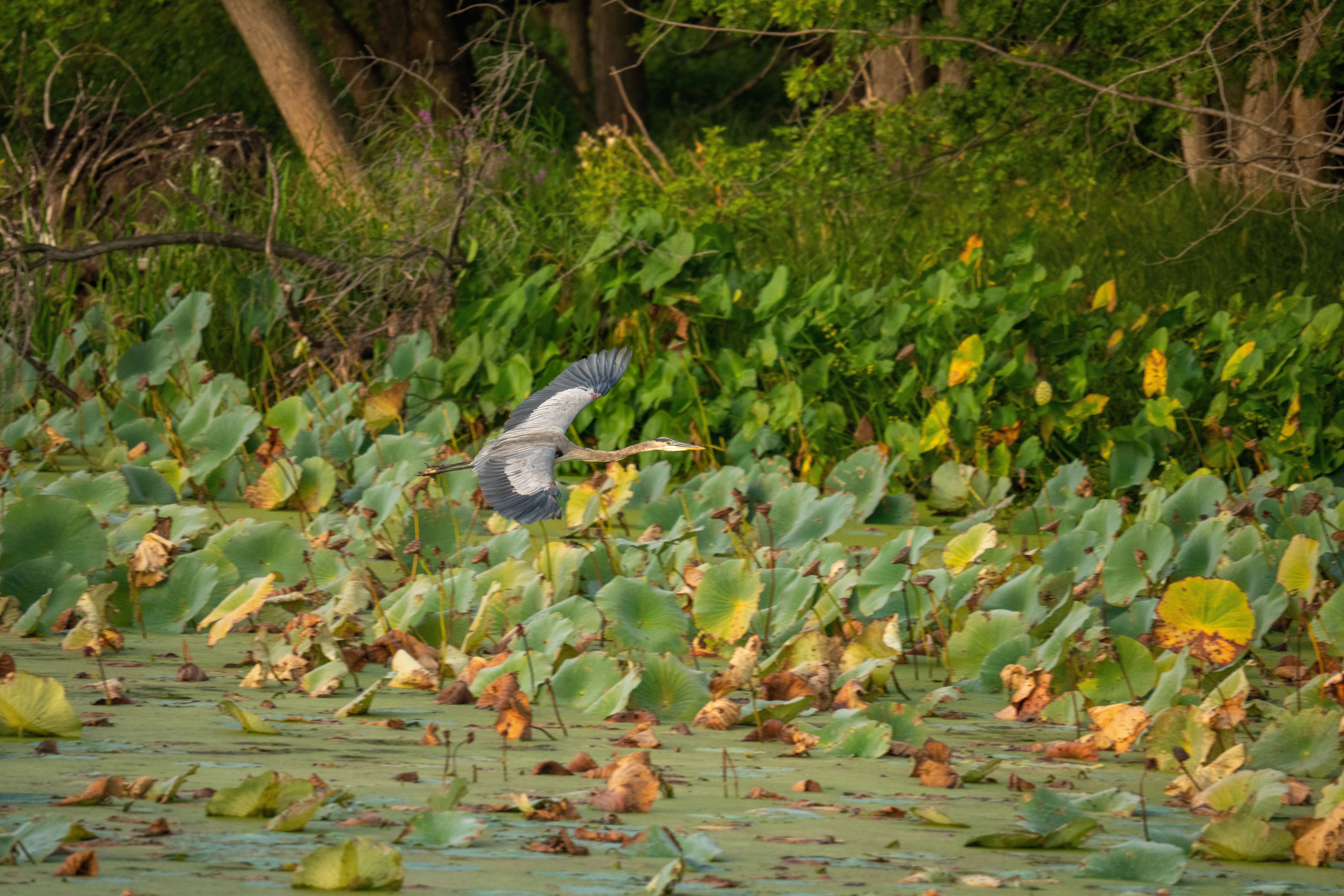 Foto de stock gratuita sobre al aire libre, ardea herodias, ave salvaje ...