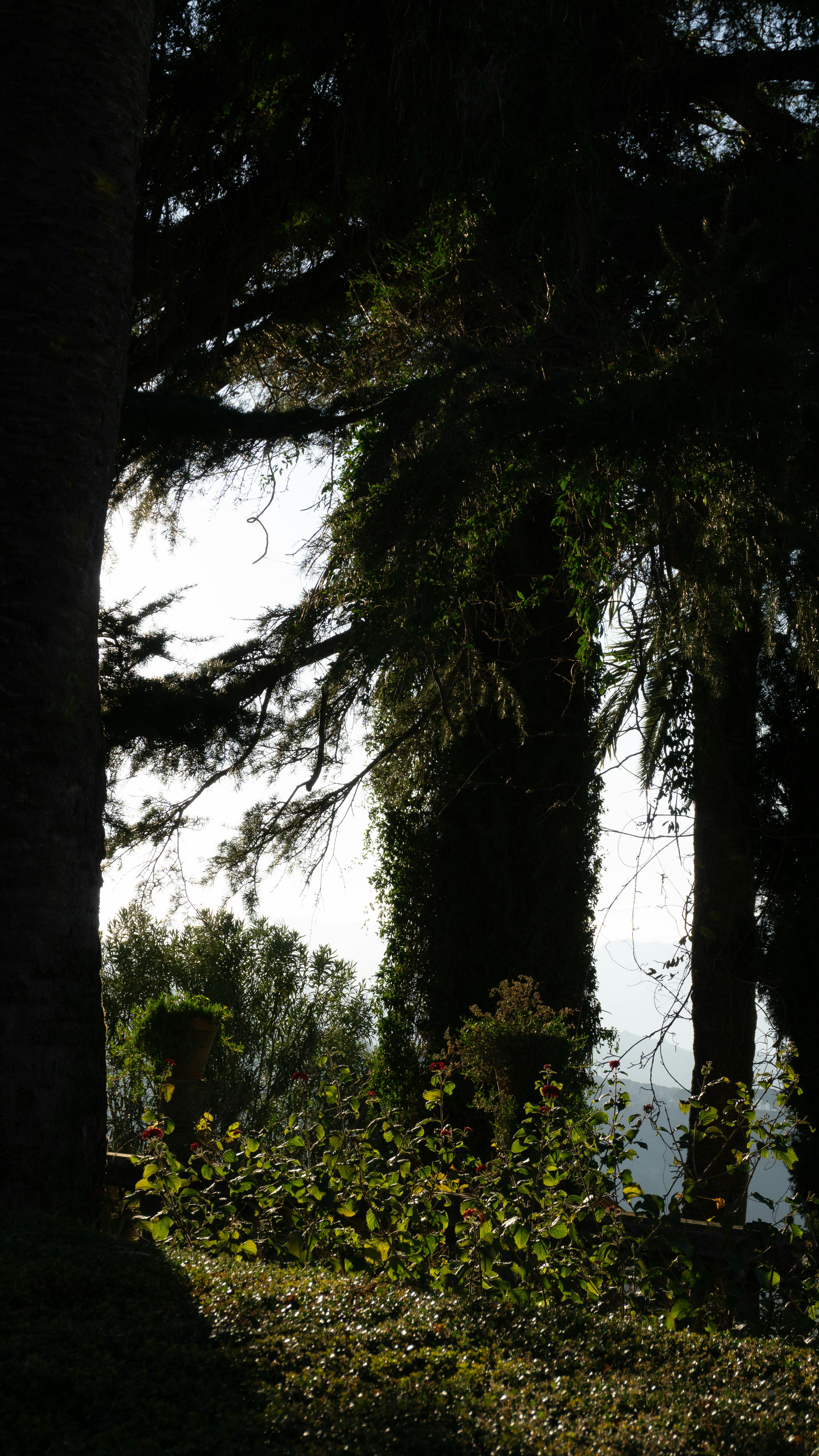 Green Trees in Nature · Free Stock Photo