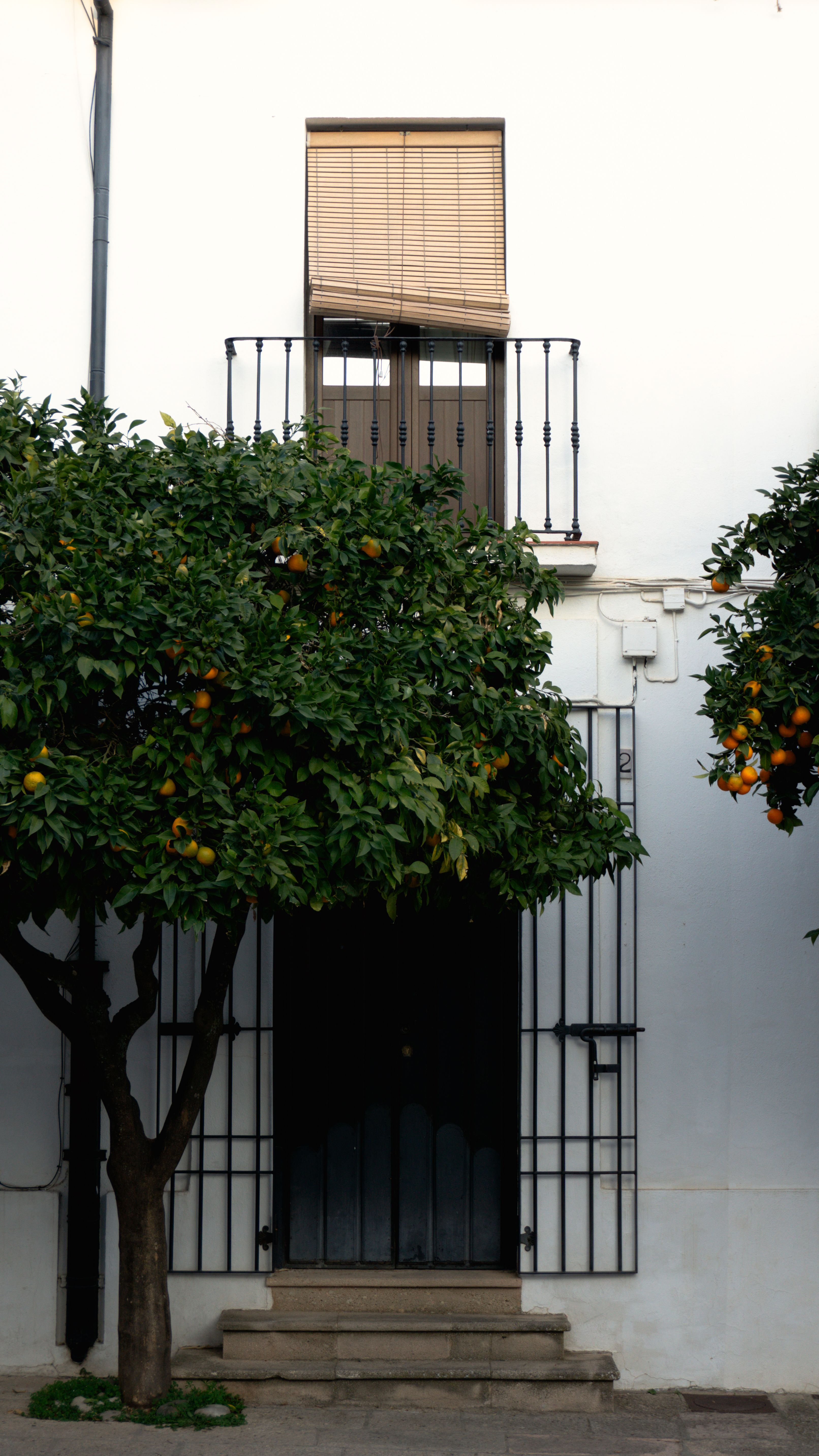 Orange Trees in front of a House · Free Stock Photo