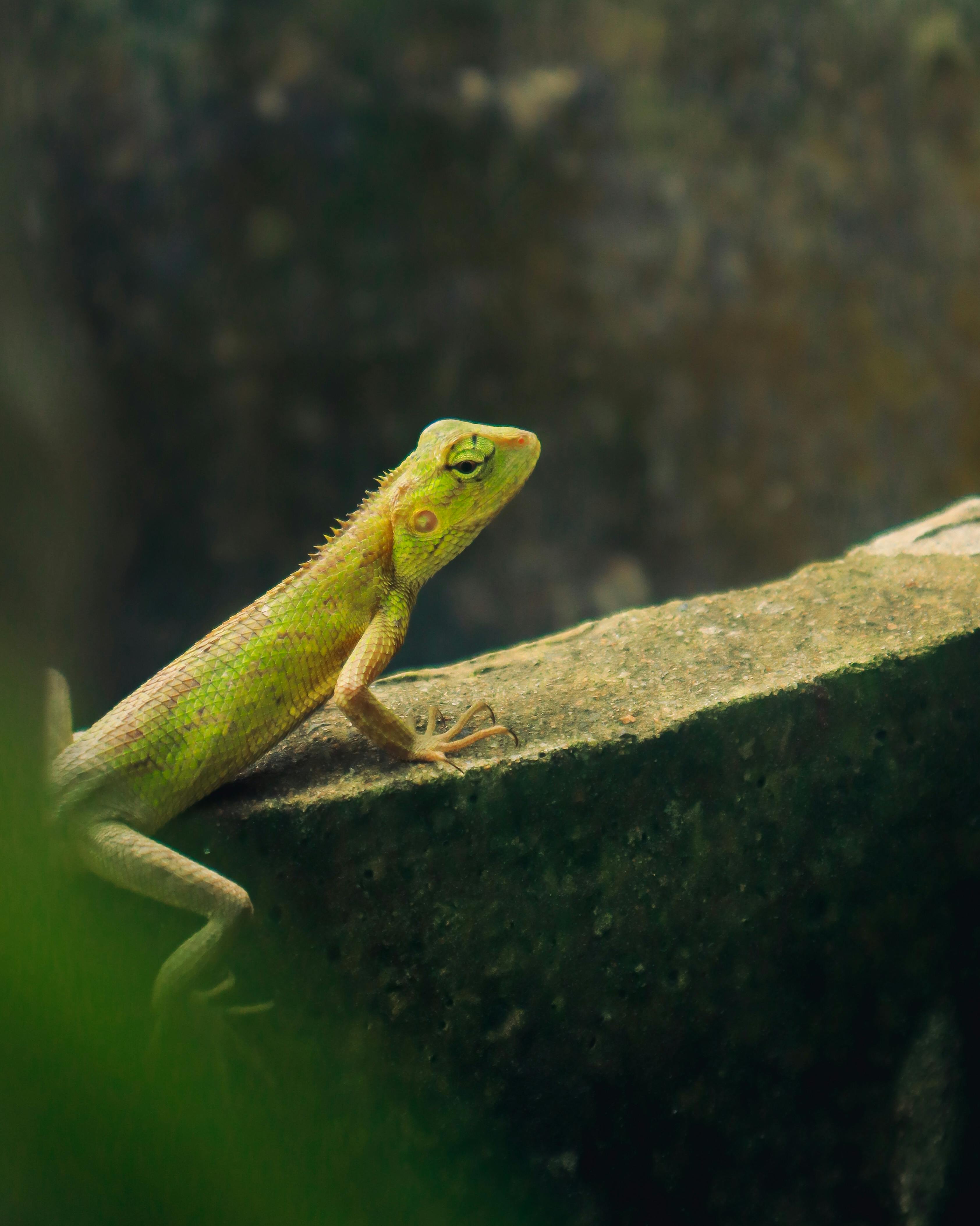 Close-up of a Garden Lizard · Free Stock Photo