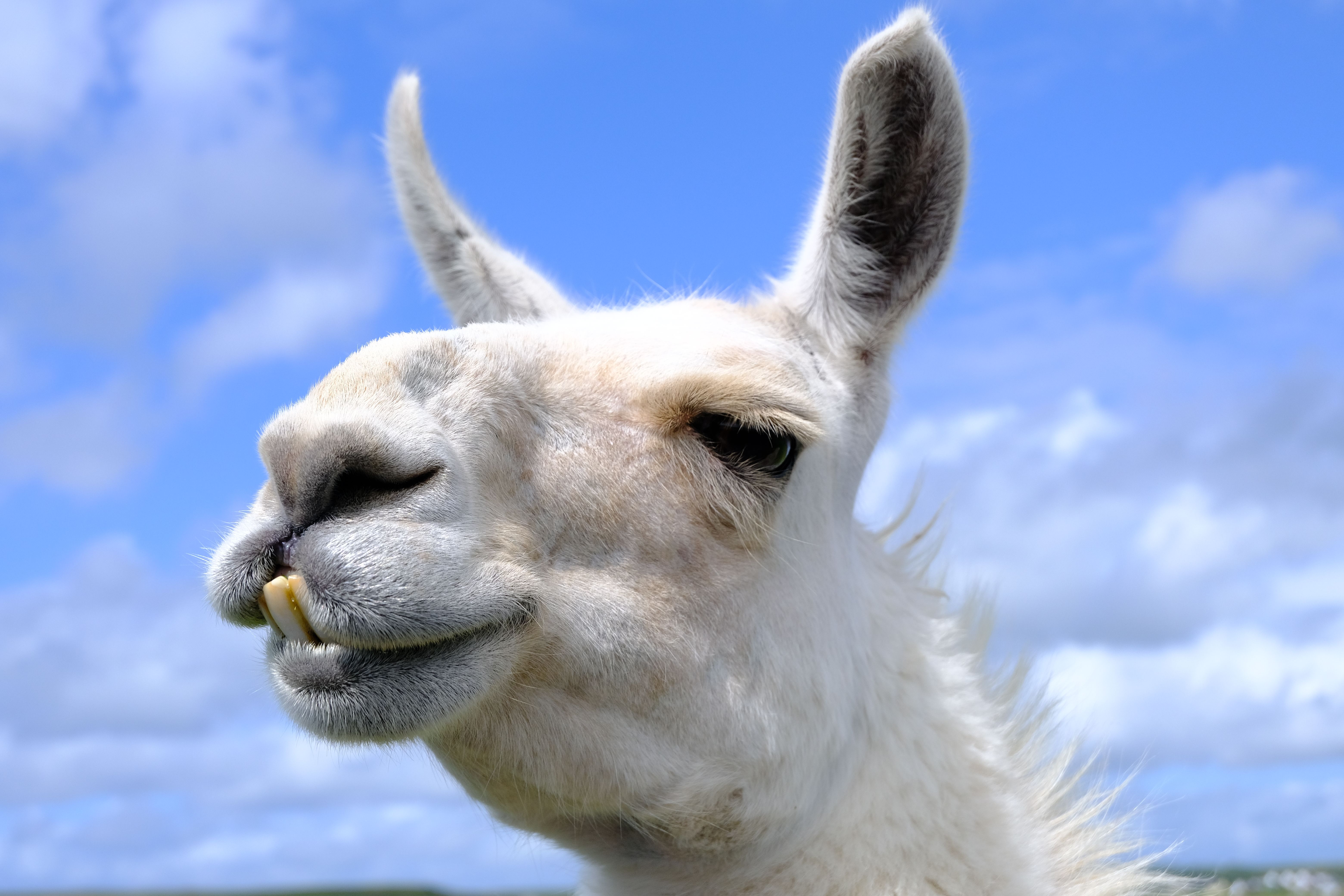 Portrait of Llama · Free Stock Photo