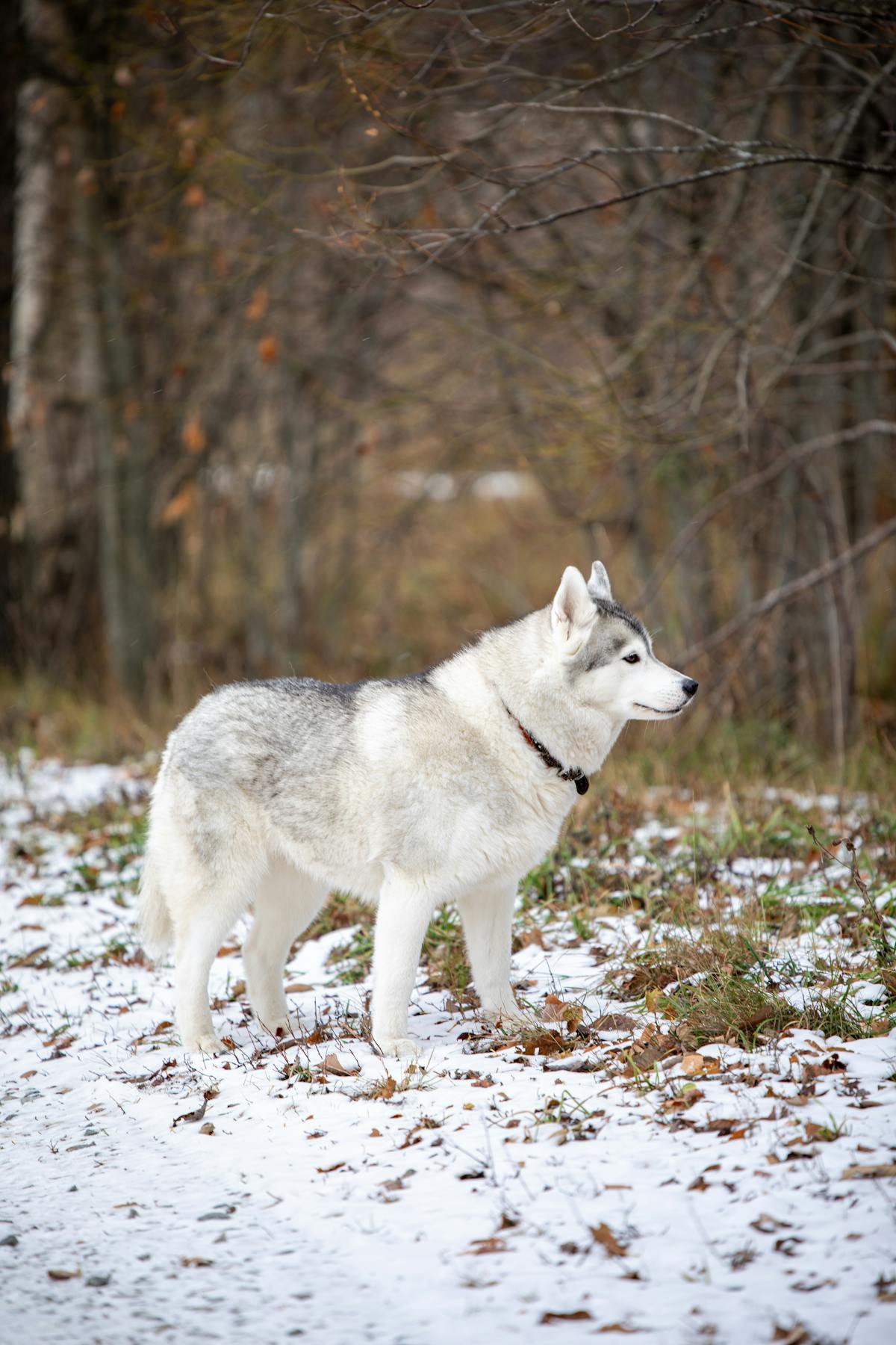 Husky Picture Photos, Download The BEST Free Husky Picture Stock Photos ...