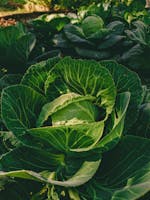 Cabbage Patch Photos, Download The BEST Free Cabbage Patch Stock Photos ...