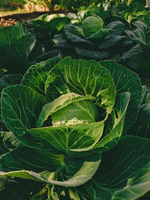 Cabbage Patch Photos, Download The BEST Free Cabbage Patch Stock Photos ...