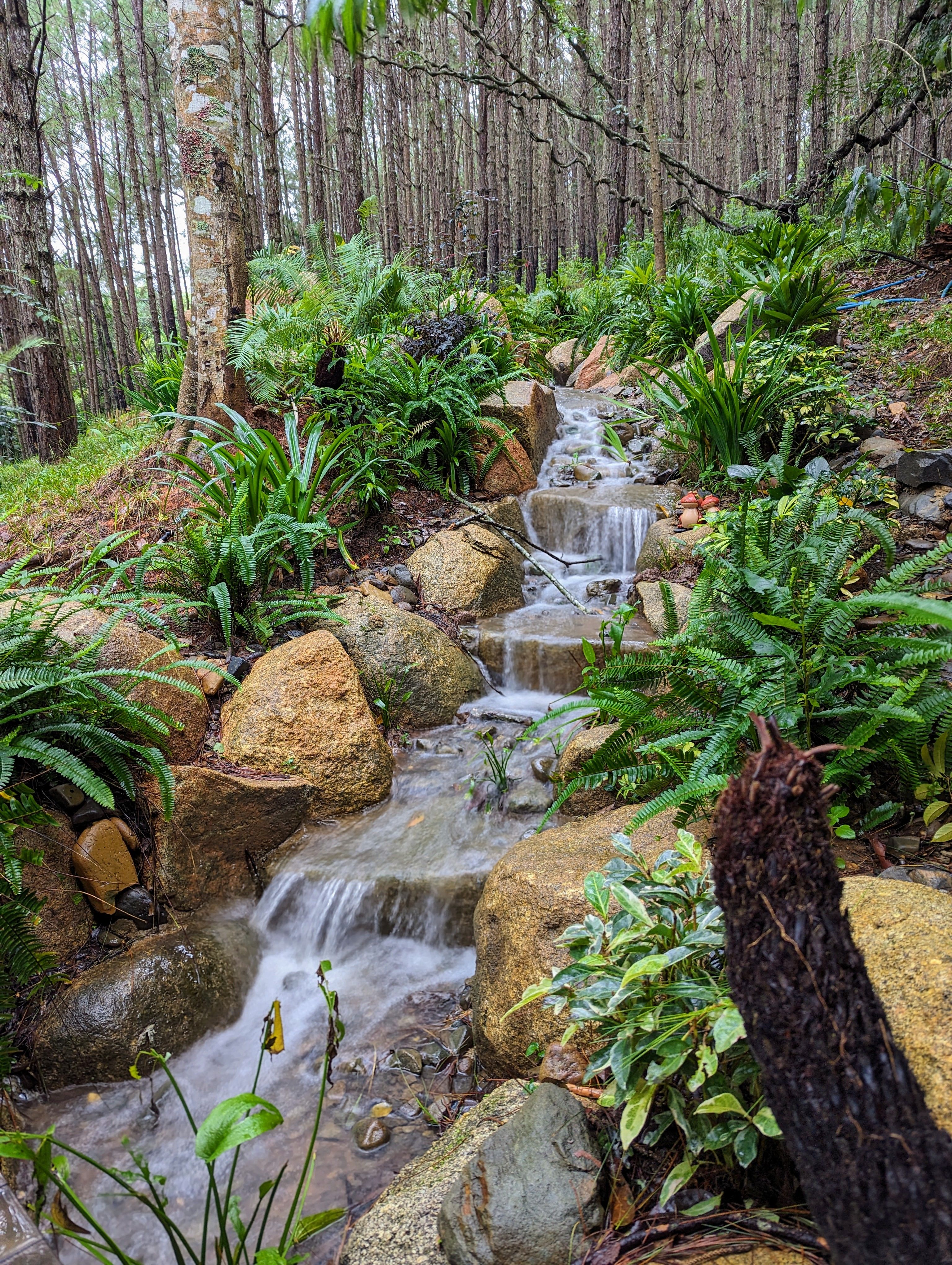 View of a Stream Surrounded with Ferns in a Forest · Free Stock Photo