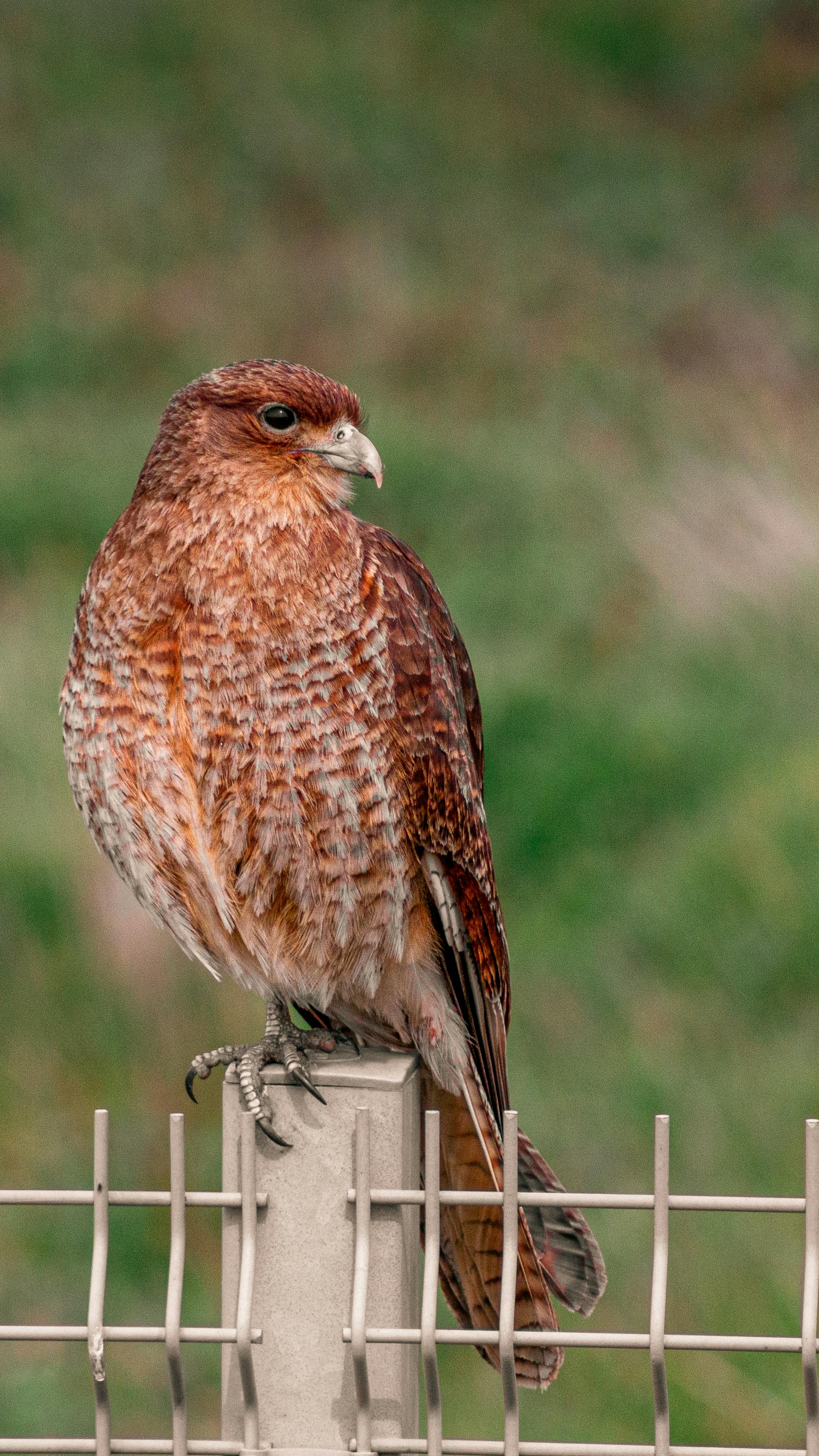 Portrait of Chimango Caracara Bird · Free Stock Photo