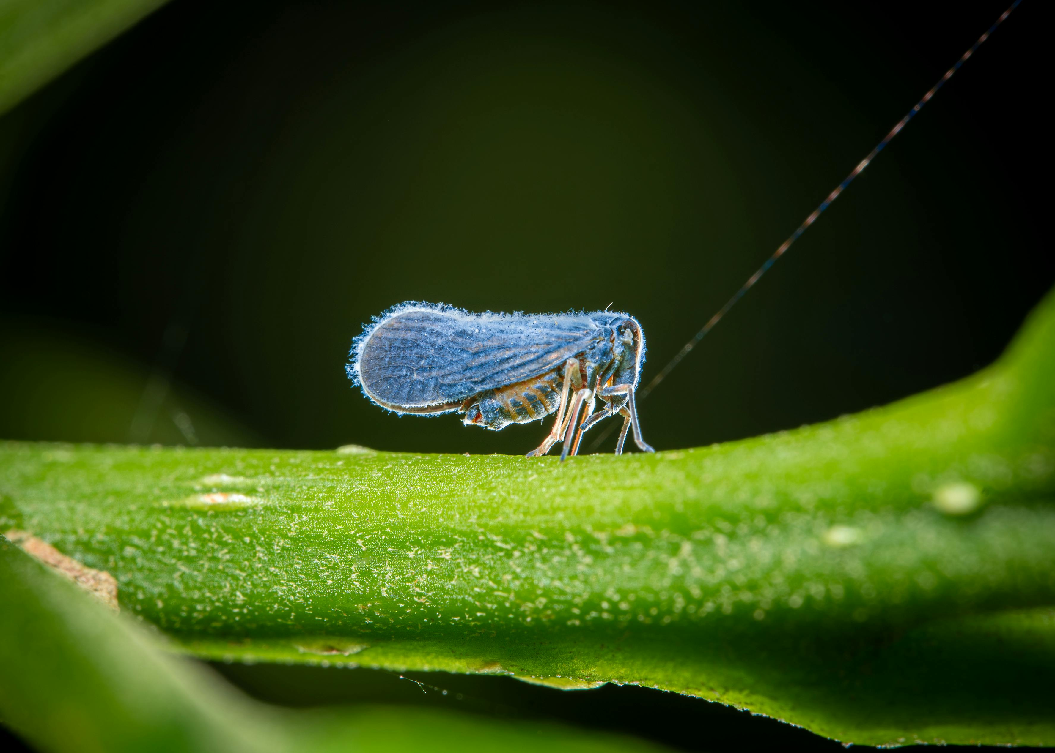 Green Yellow and Red Multicolored Insect in Close Up Photography · Free ...