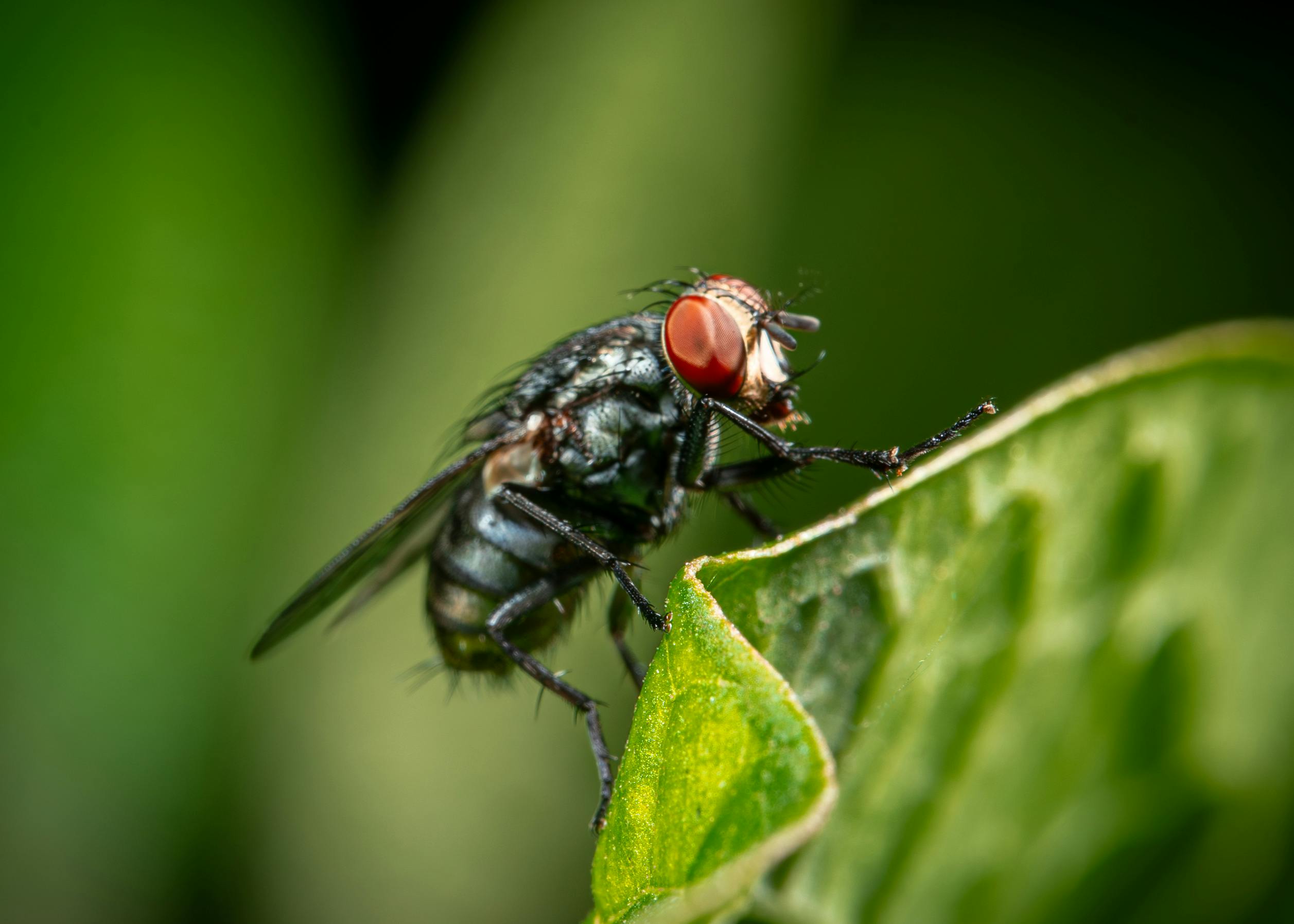 Close up of a Fly · Free Stock Photo
