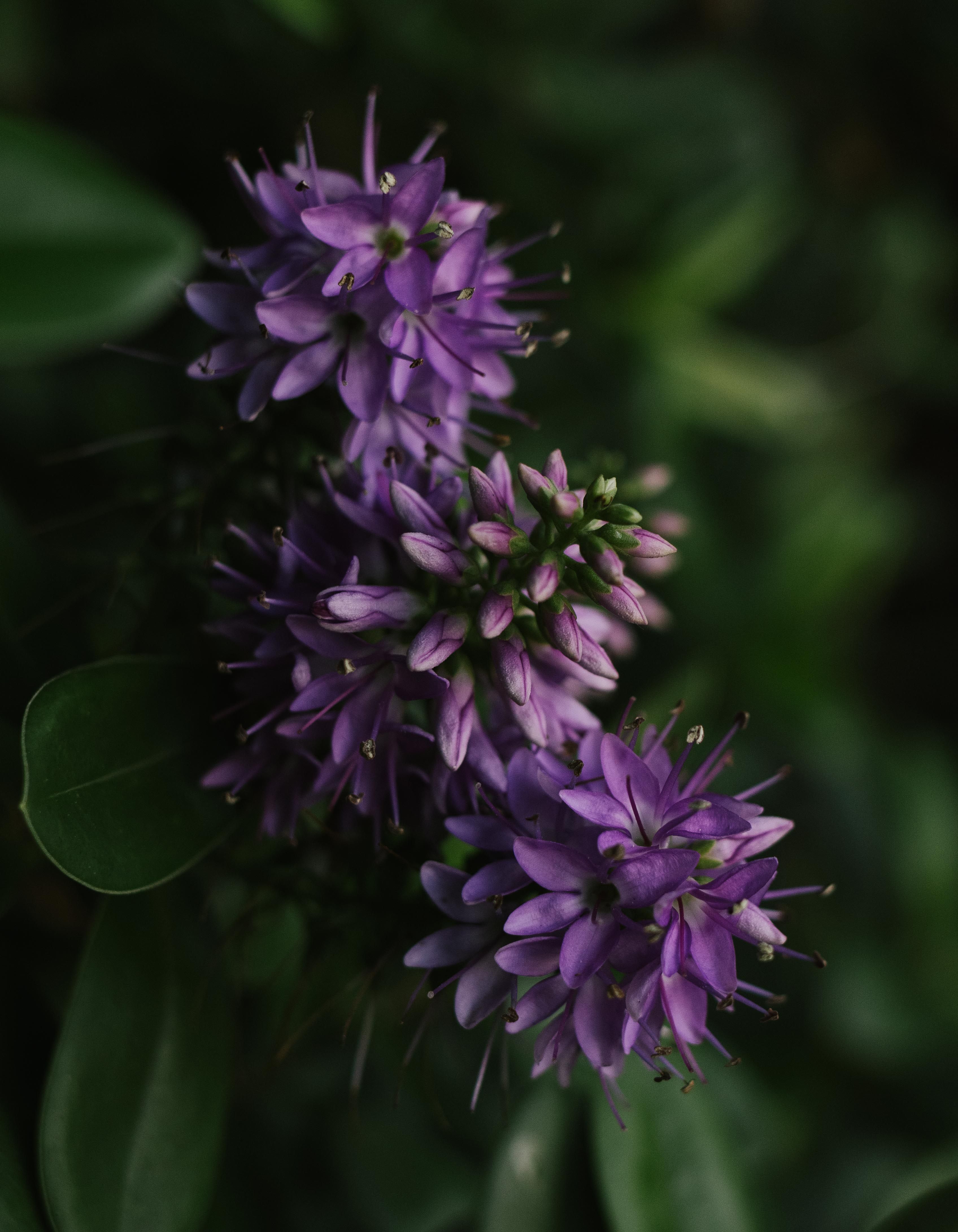 Purple Leaf Tree · Free Stock Photo