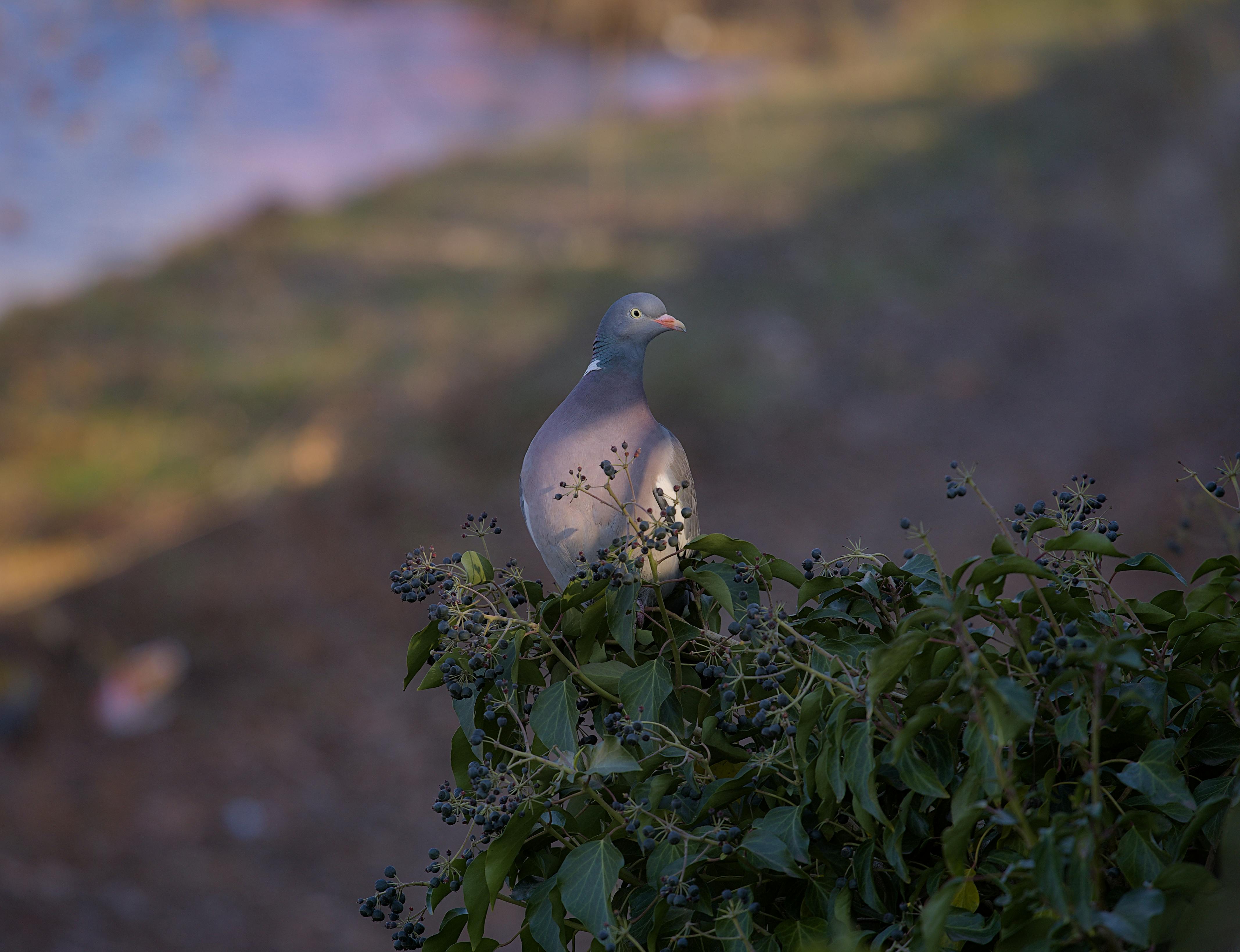 Pigeon on Bush · Free Stock Photo