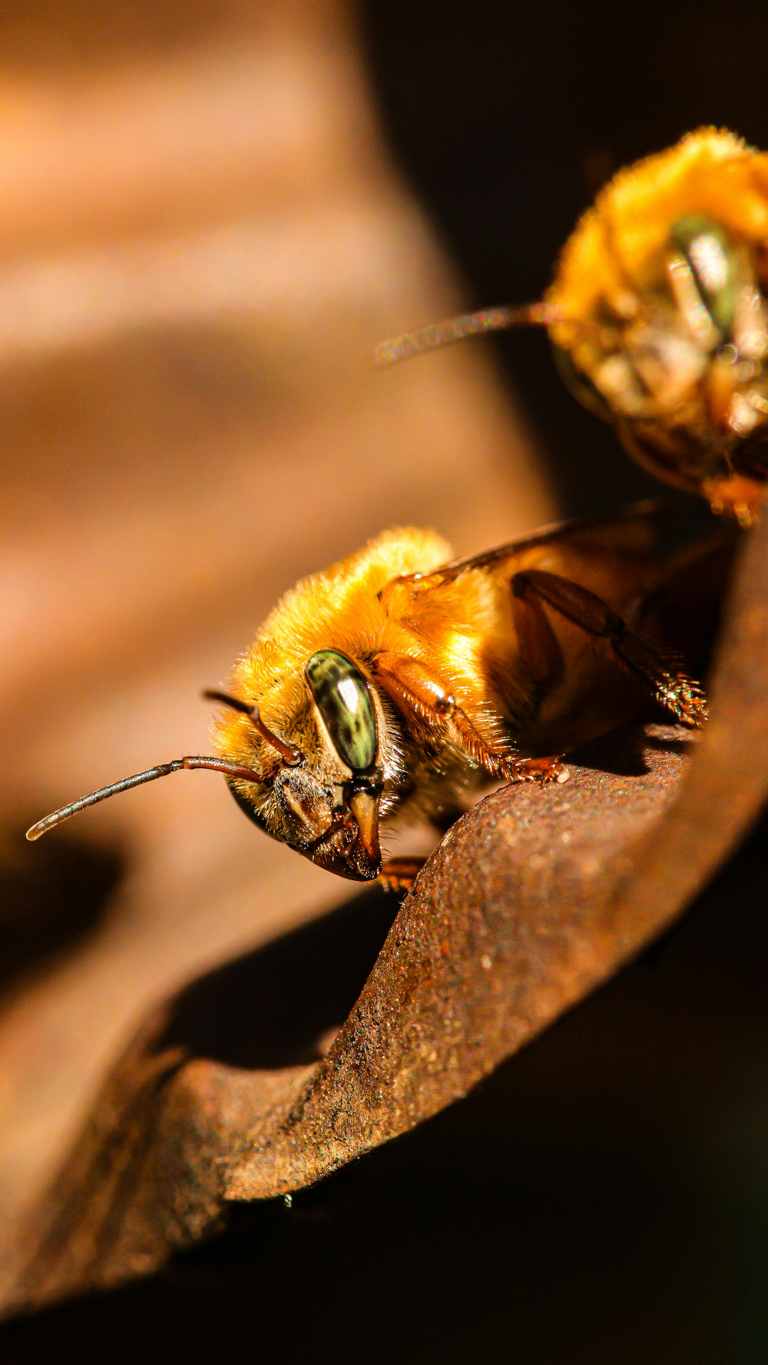 Yellow Bee Micro Photo Photos, Download The BEST Free Yellow Bee Micro ...