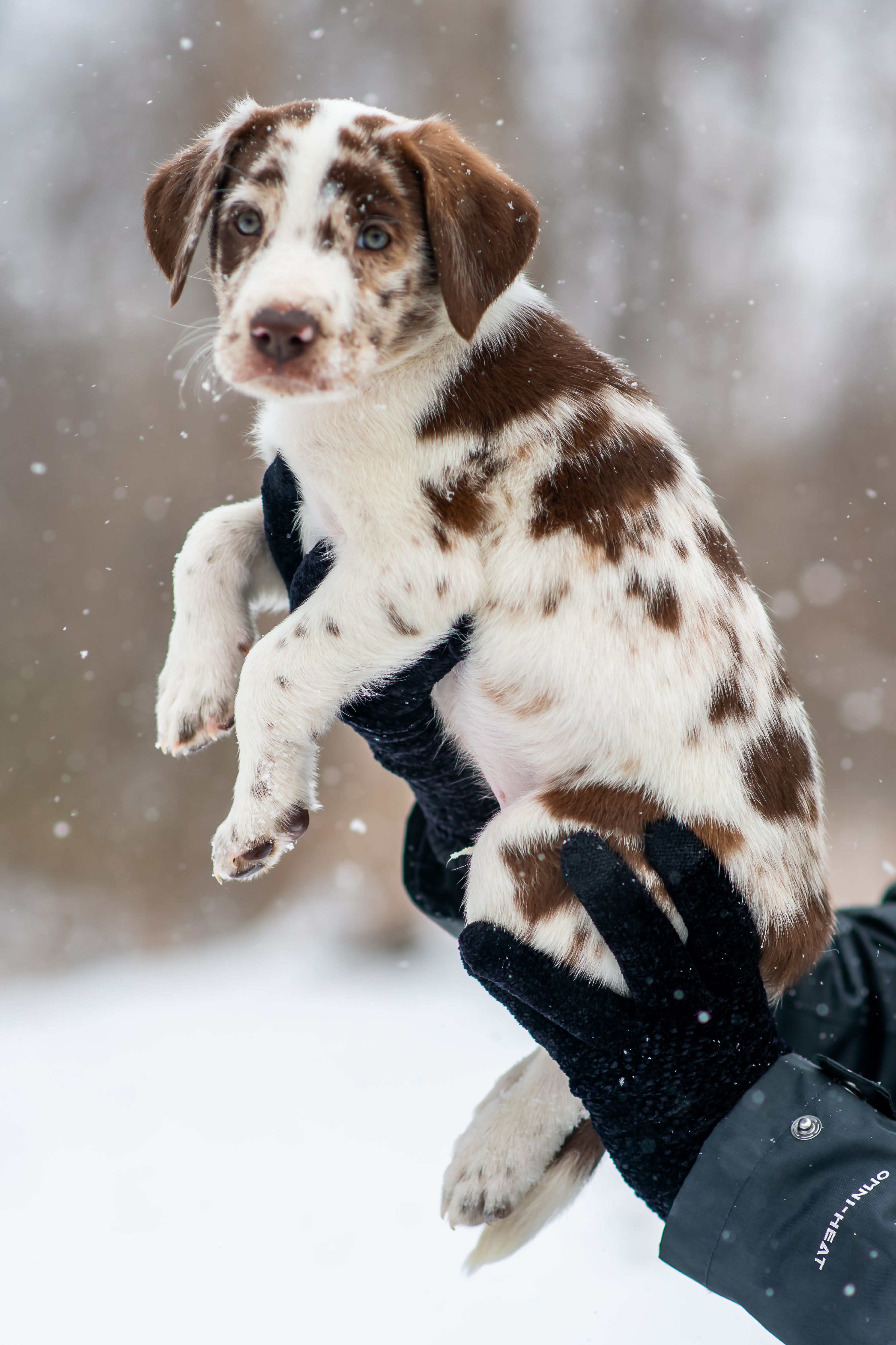 Hands in Gloves Holding Puppy in Winter · Free Stock Photo
