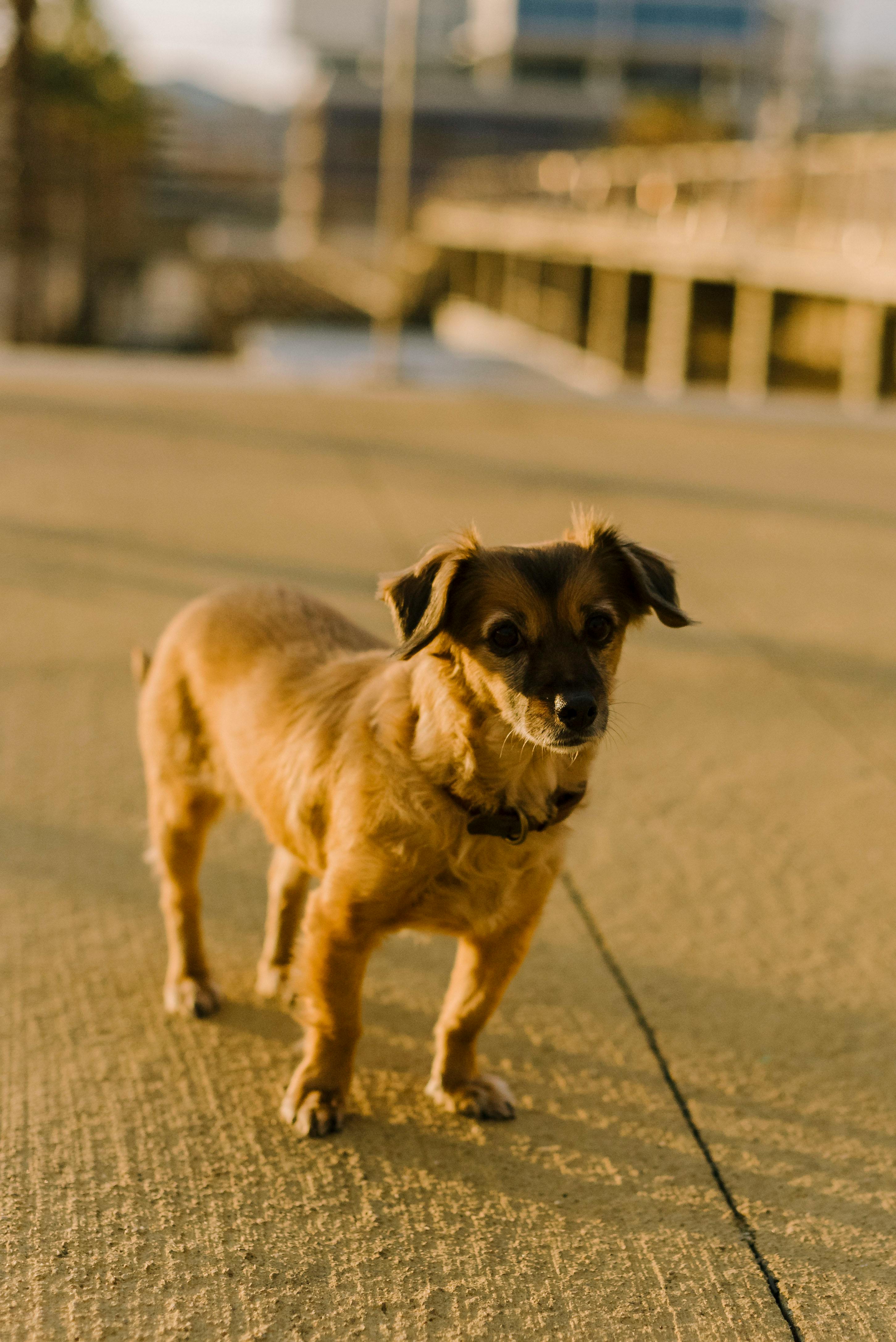 Puppy Dog on Pavement · Free Stock Photo