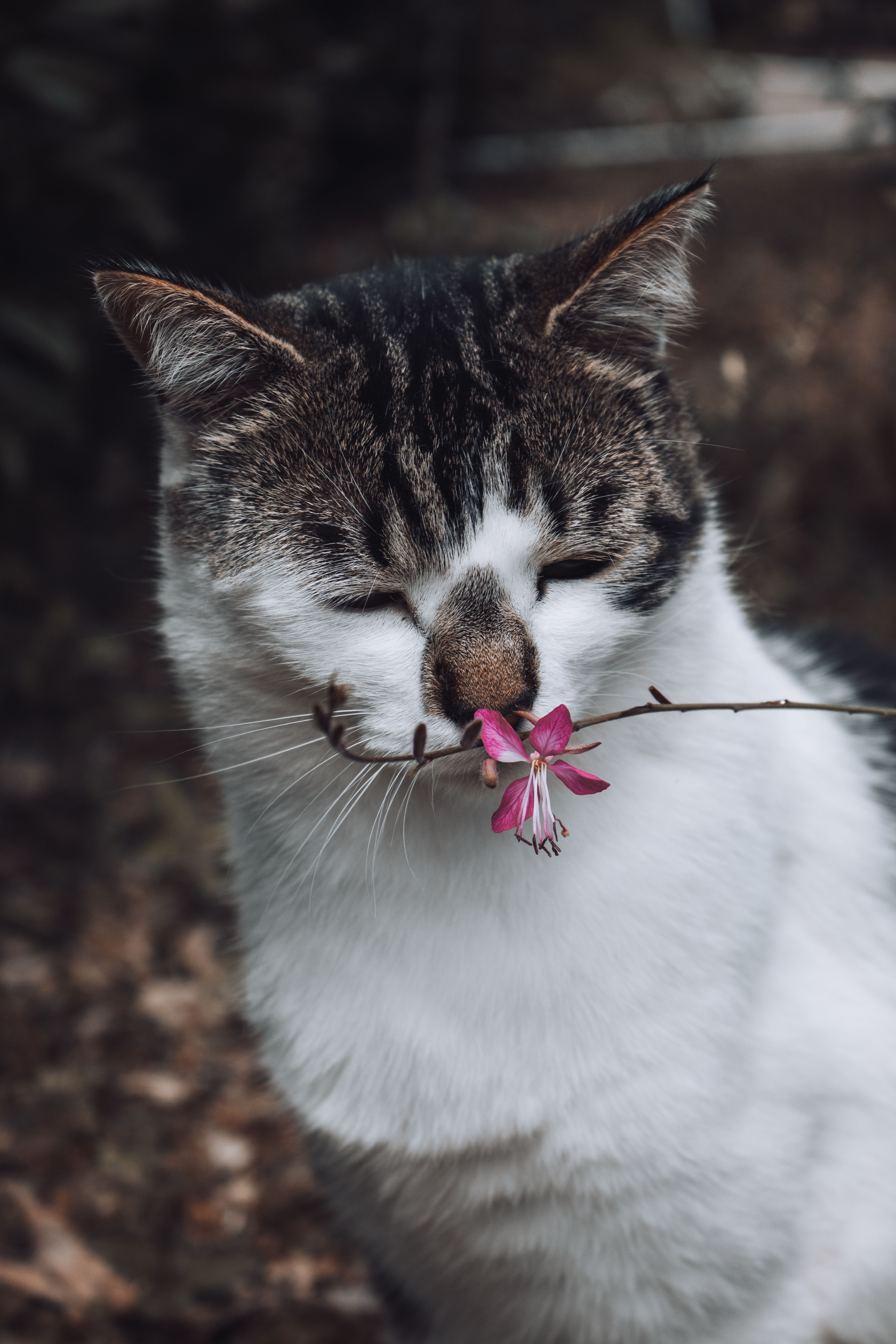 Cat Sniffing a Pink Flower · Free Stock Photo