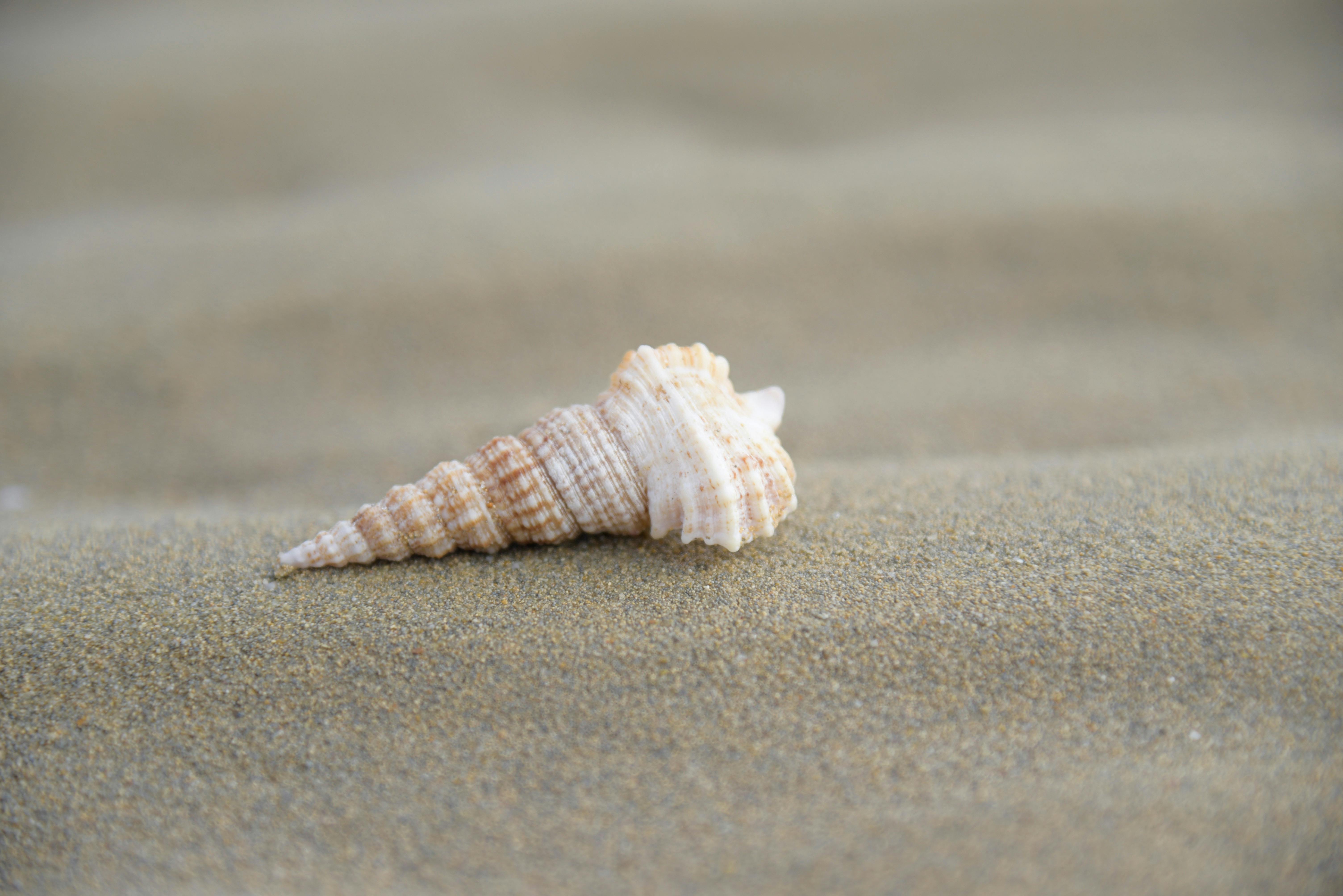 the perfect shell · Free Stock Photo