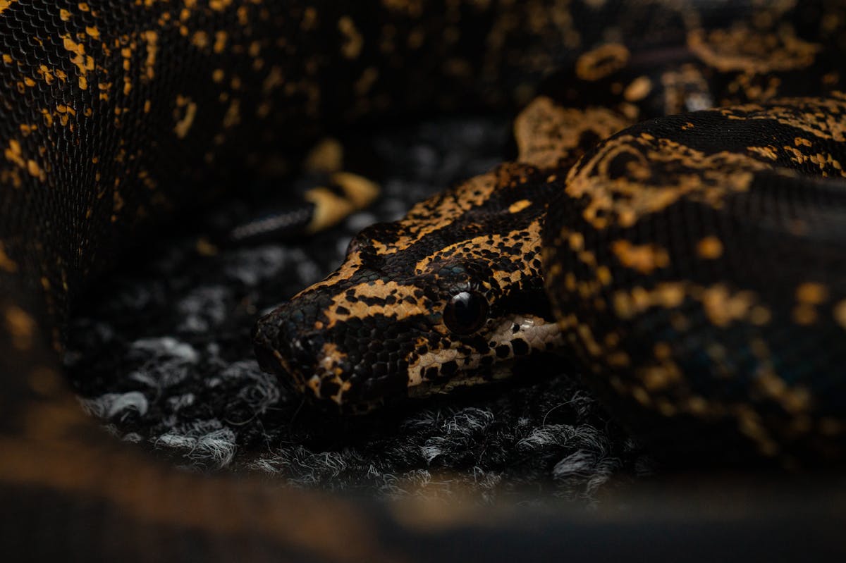 Free Snake Photos Photos, Download The BEST Free Free Snake Photos ...