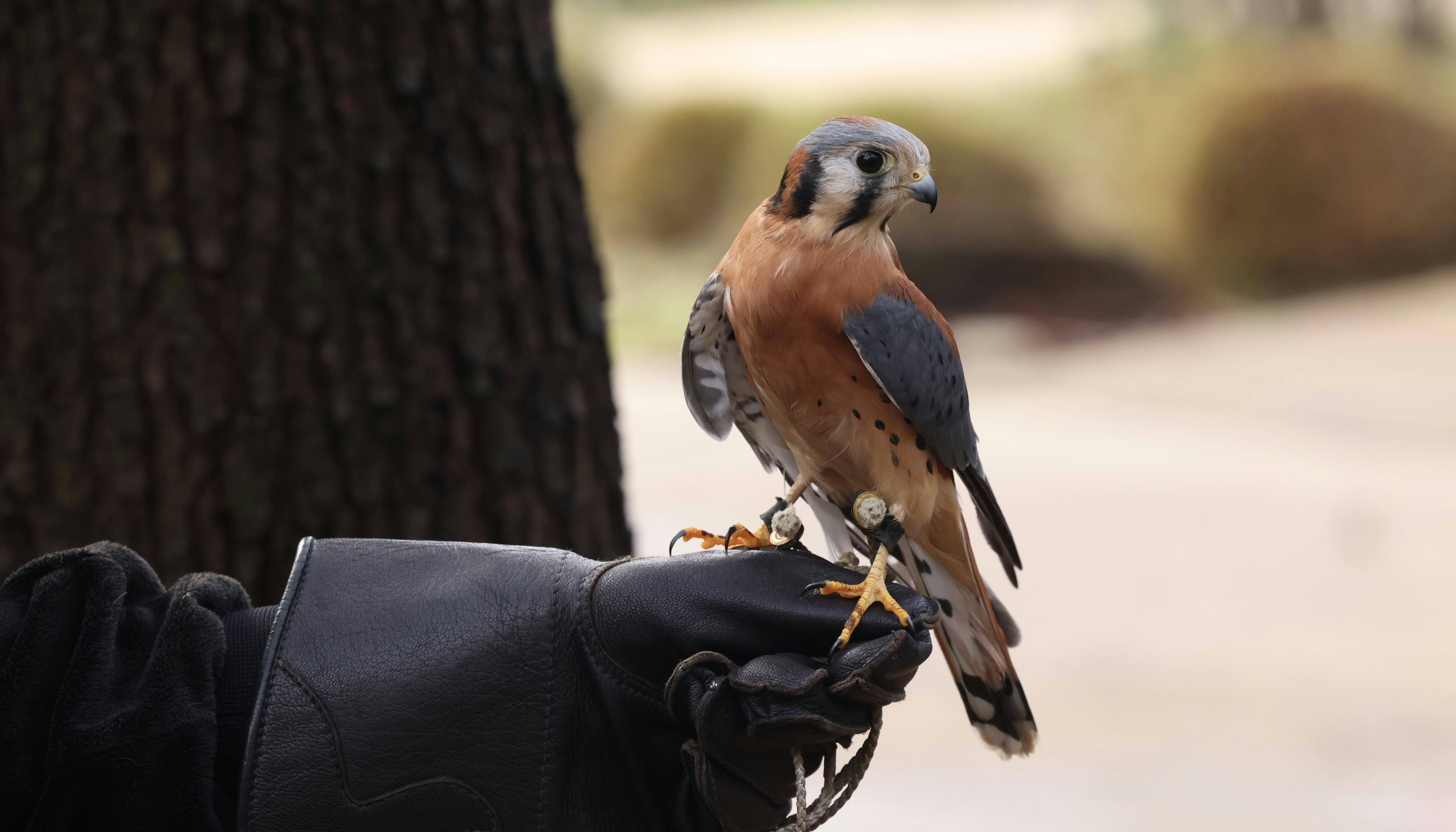 American Kestrel on Glove · Free Stock Photo