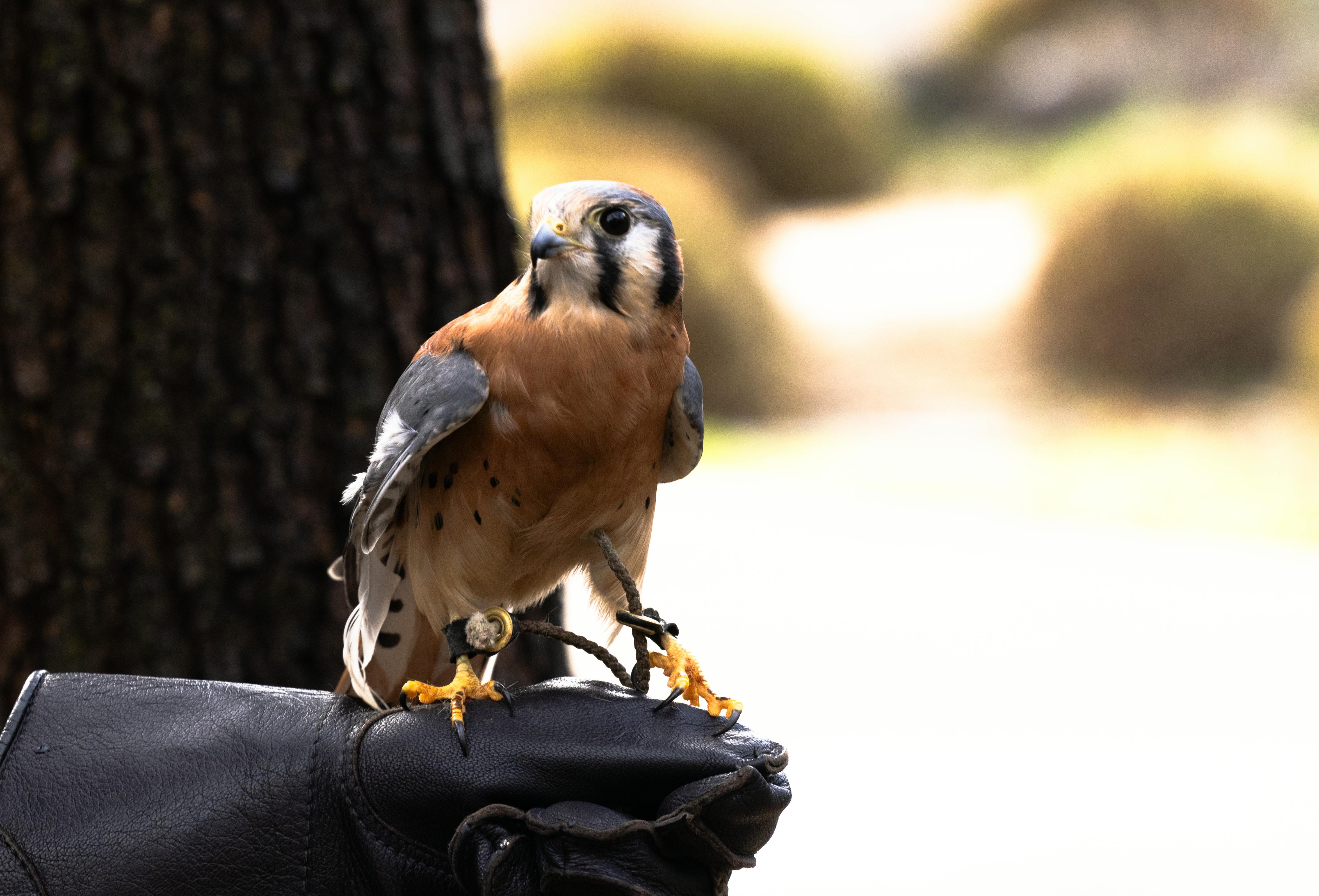 American Kestrel Bird · Free Stock Photo