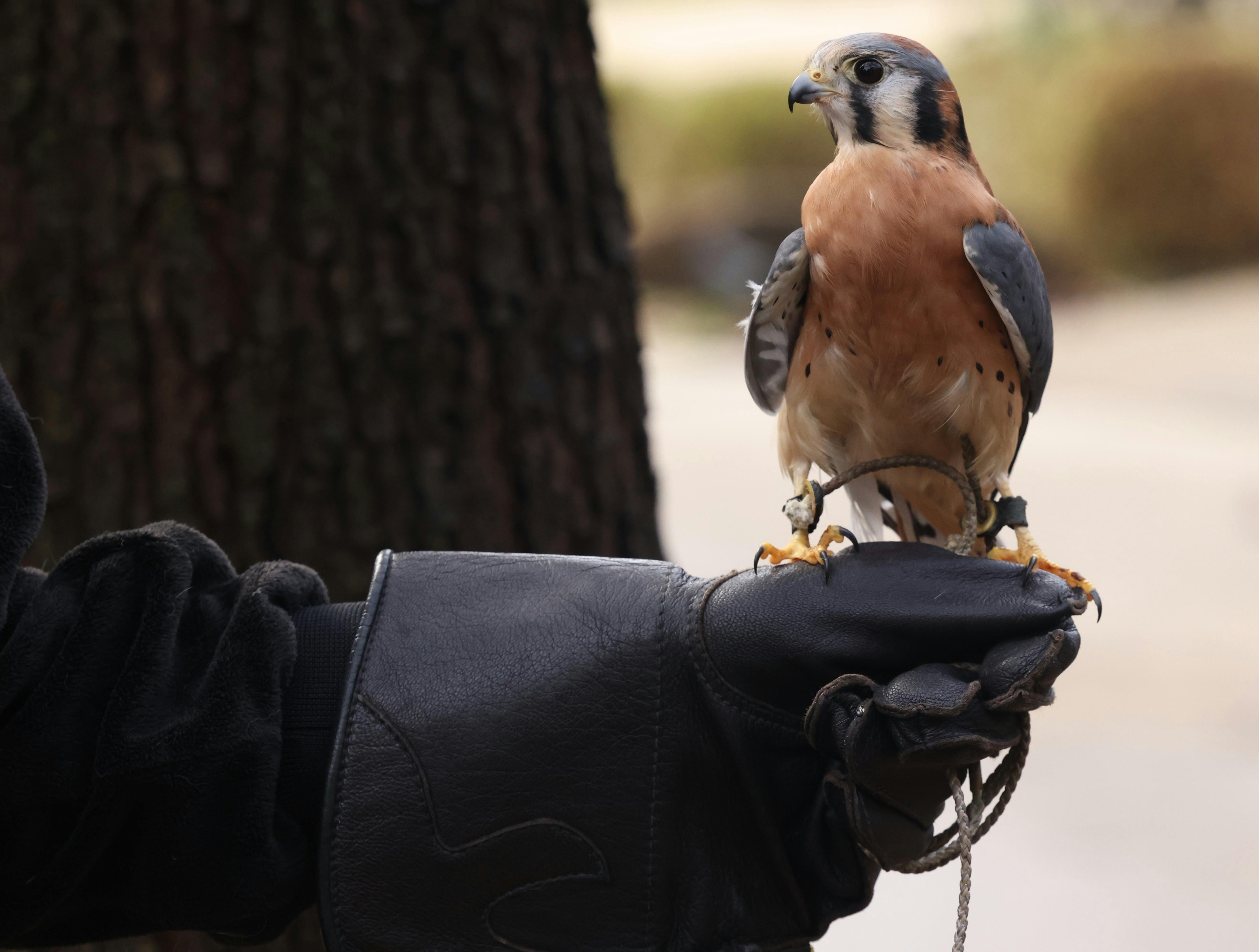 American Kestrel on Glove · Free Stock Photo
