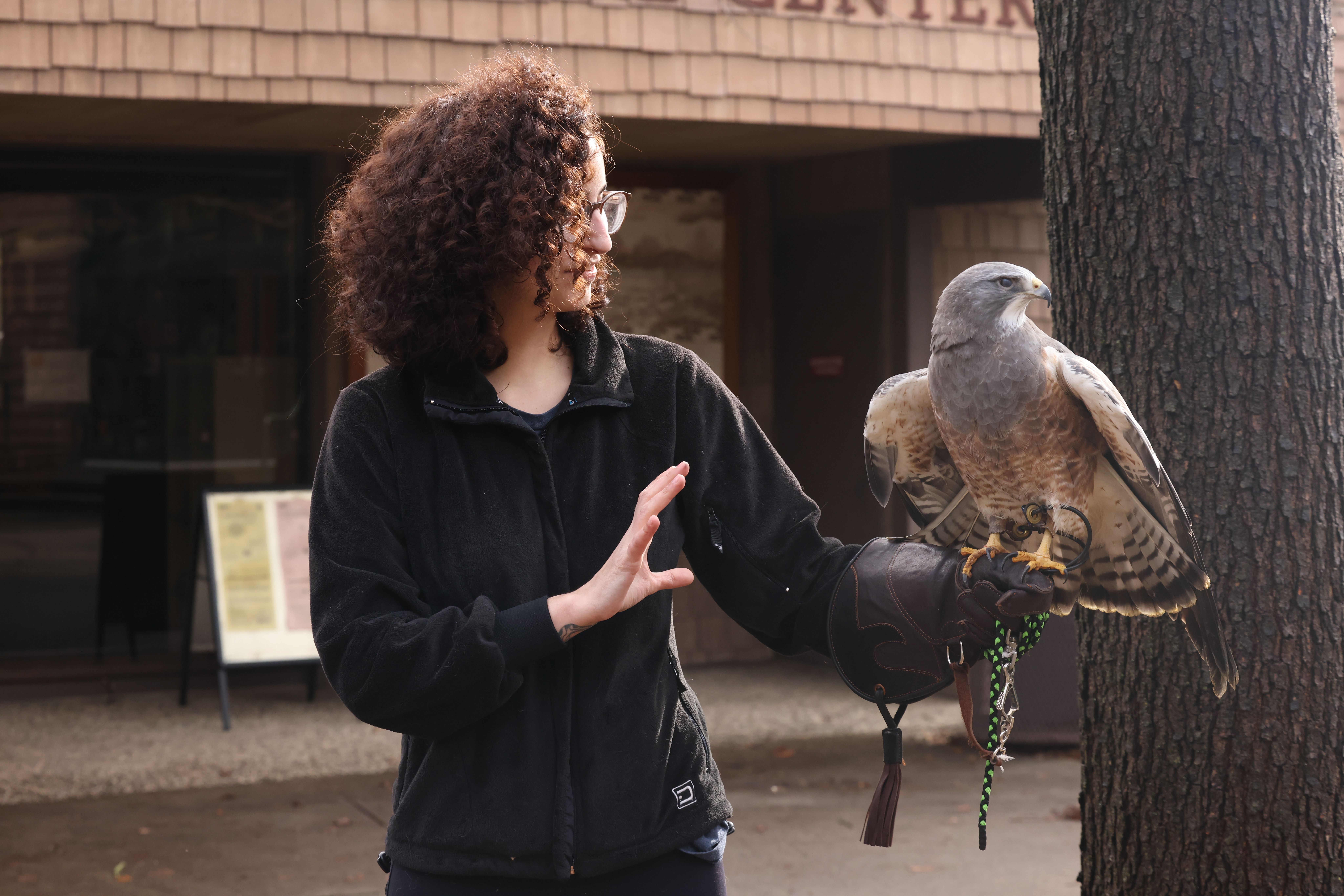A woman holding a hawk on her hand · Free Stock Photo