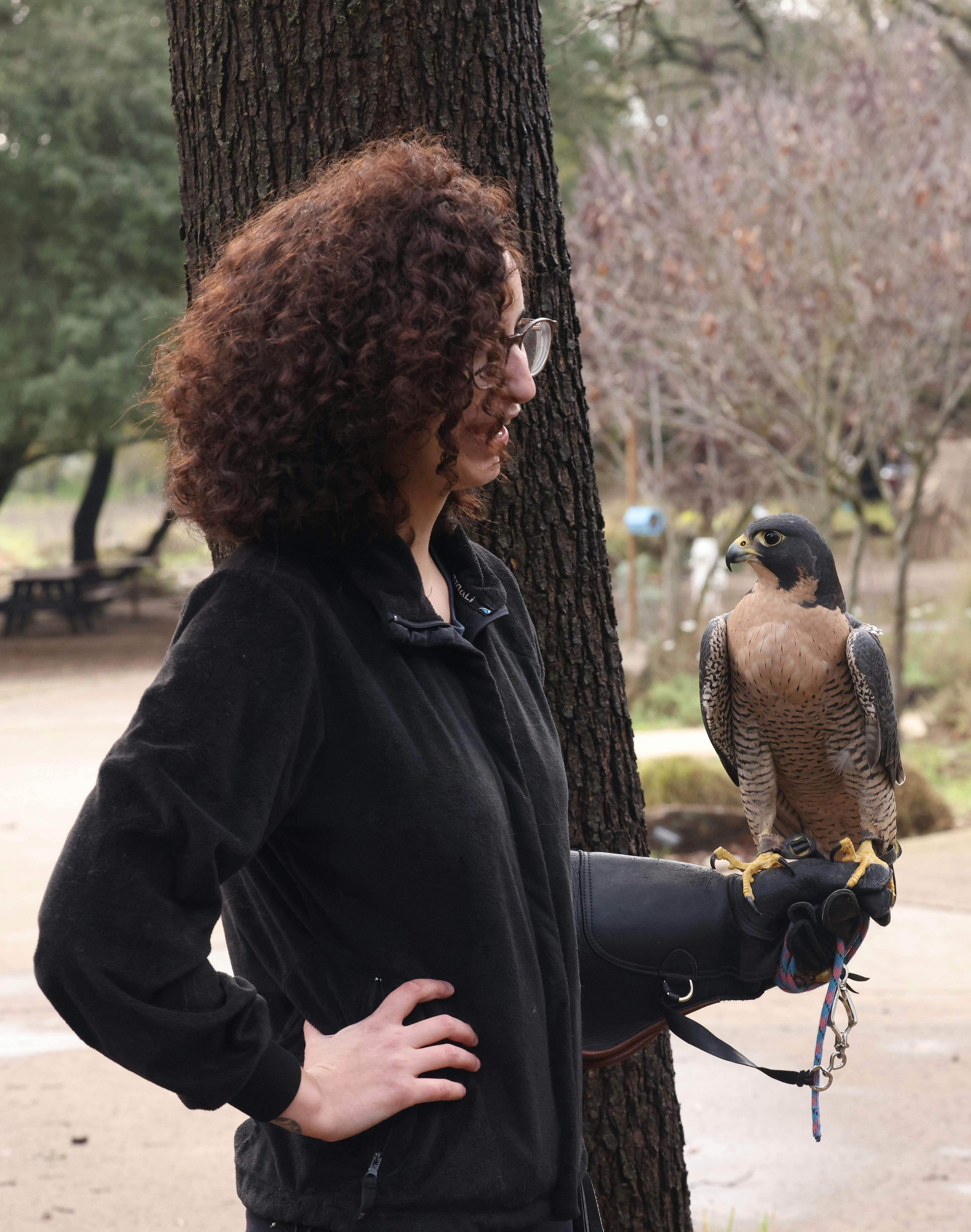 A Falcon Flying From a Tree Branch · Free Stock Photo