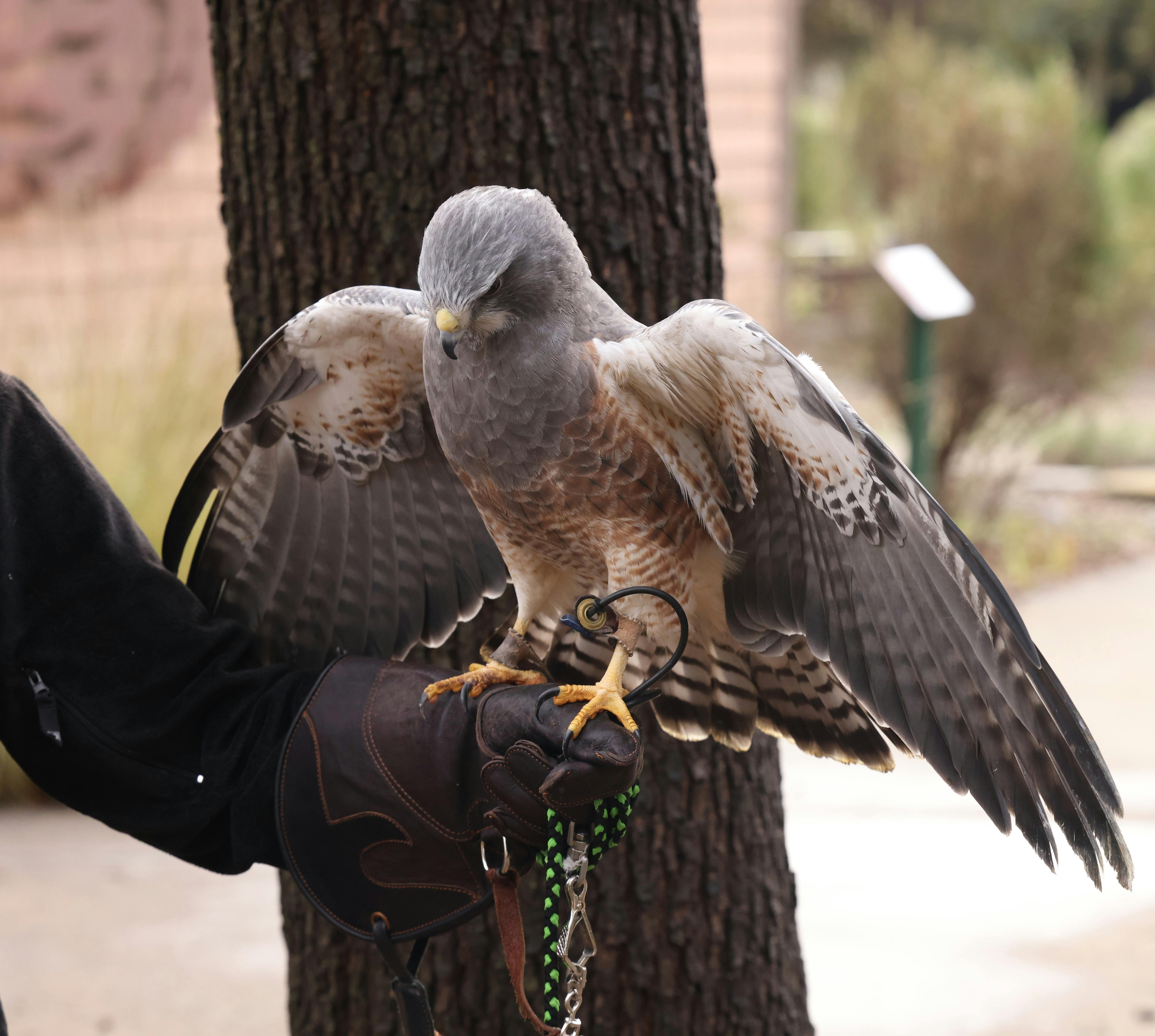 Hand in Glove with American Kestrel · Free Stock Photo