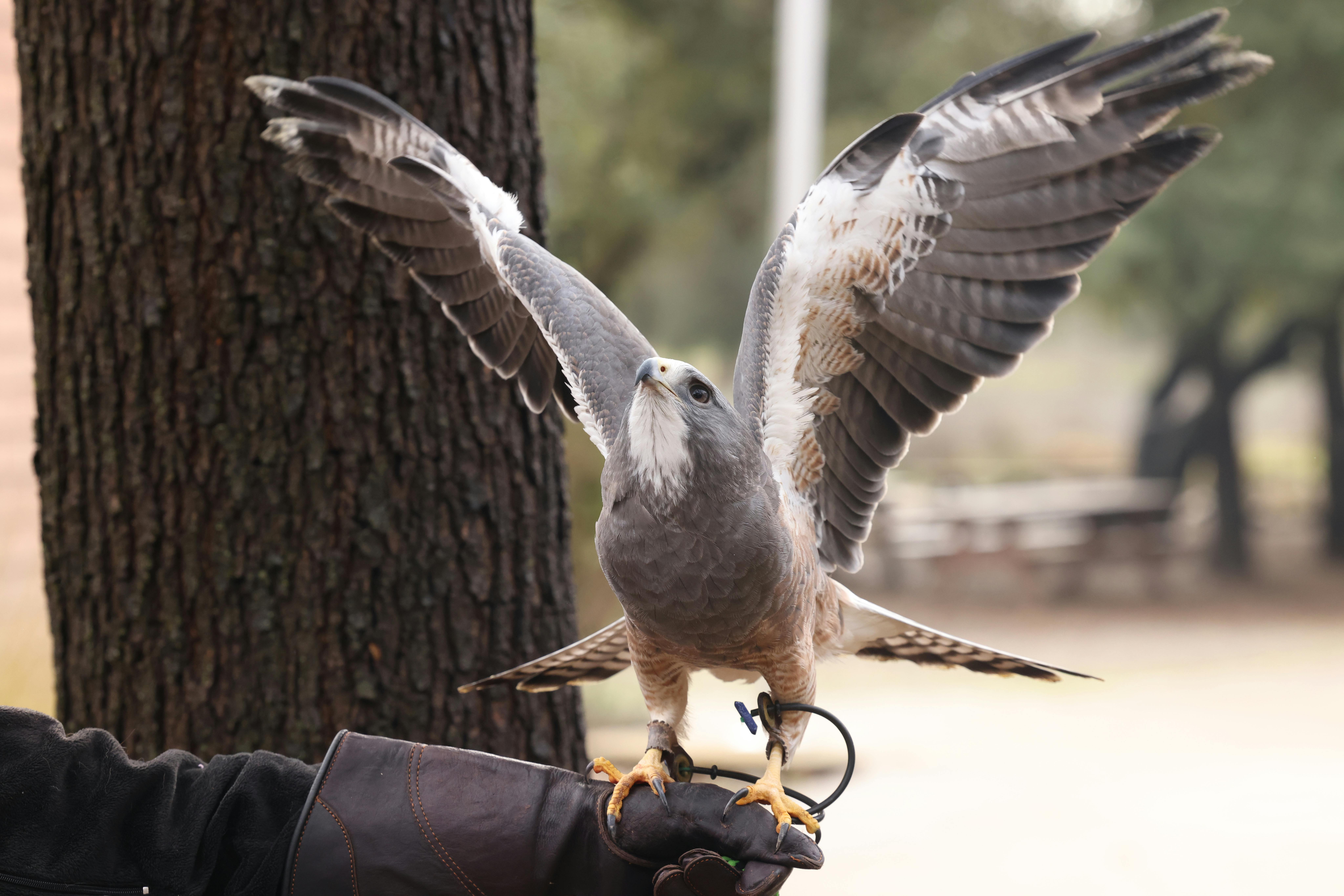 Foto de stock gratuita sobre alas extendidas, alas levantadas, altísimo ...