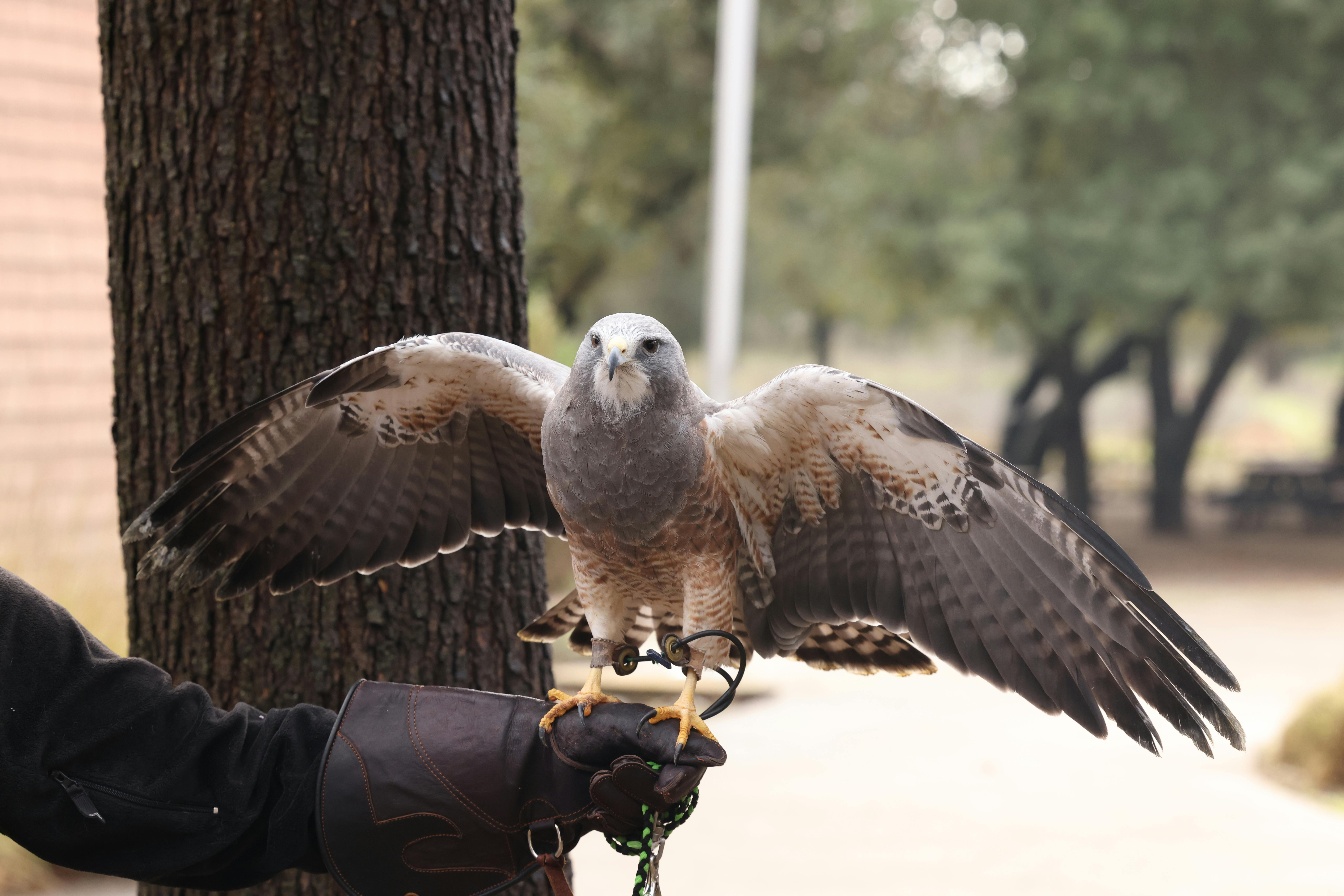 American Kestrel on Glove · Free Stock Photo