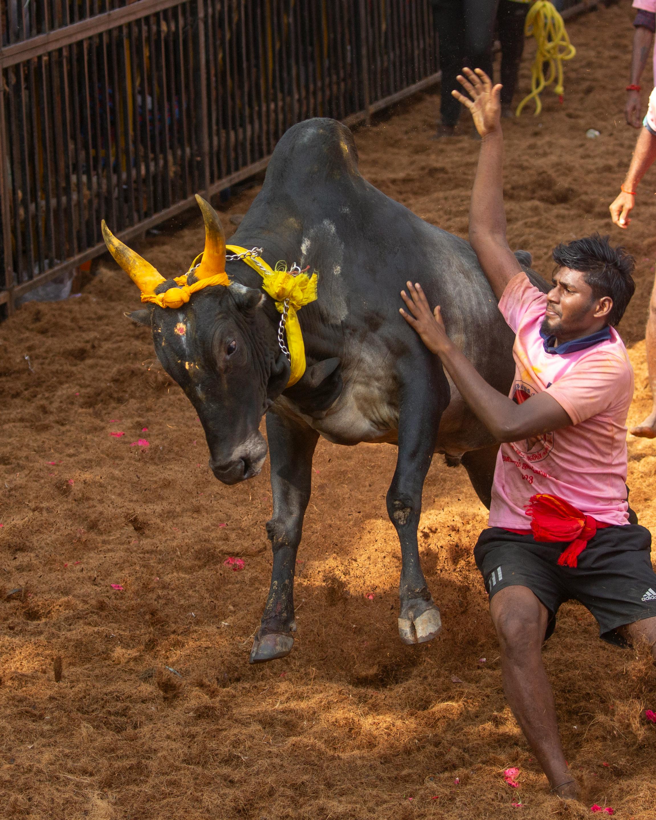 Man with Zebu Bull during Traditional Jallikattu Event · Free Stock Photo