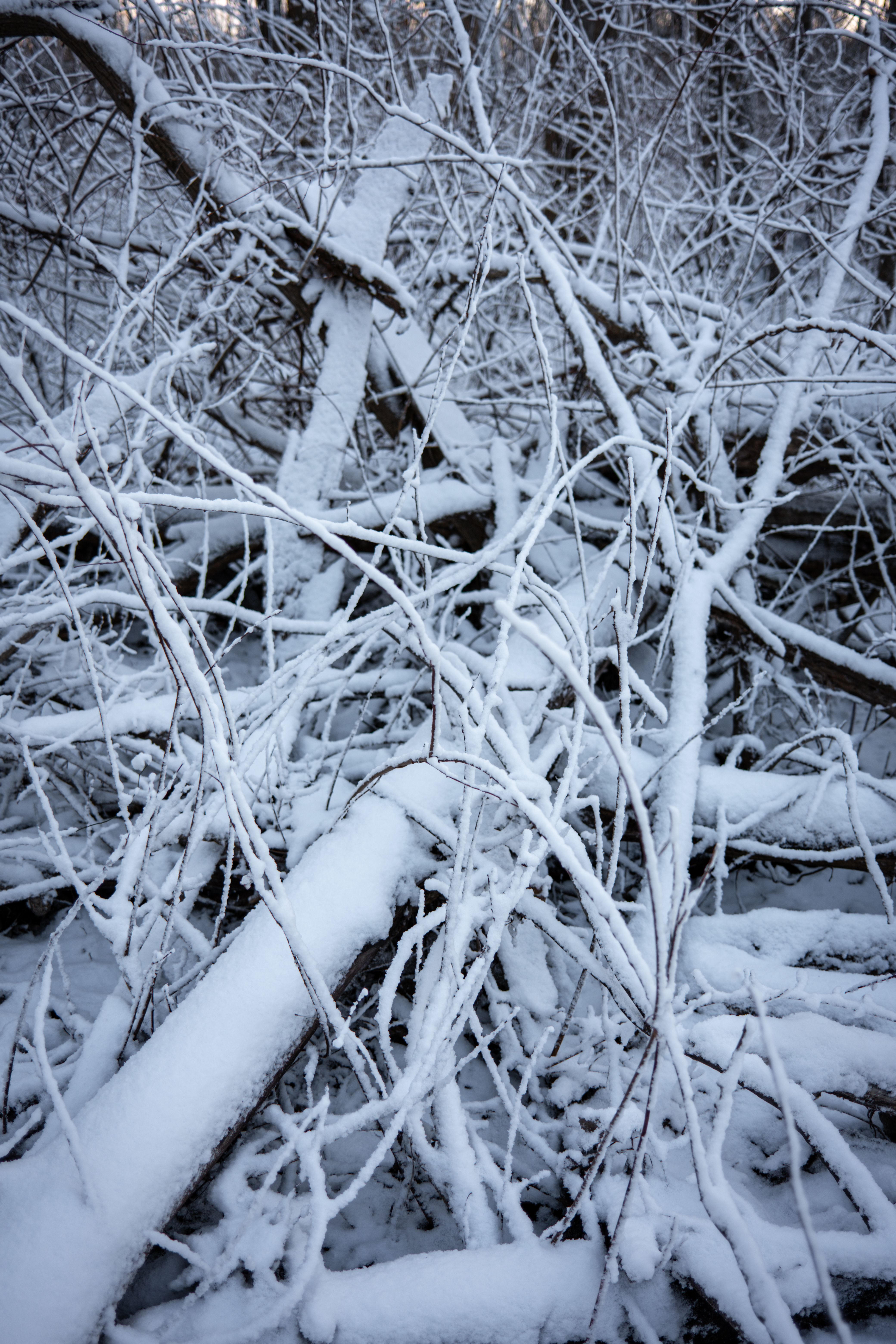 Branches in Snow · Free Stock Photo