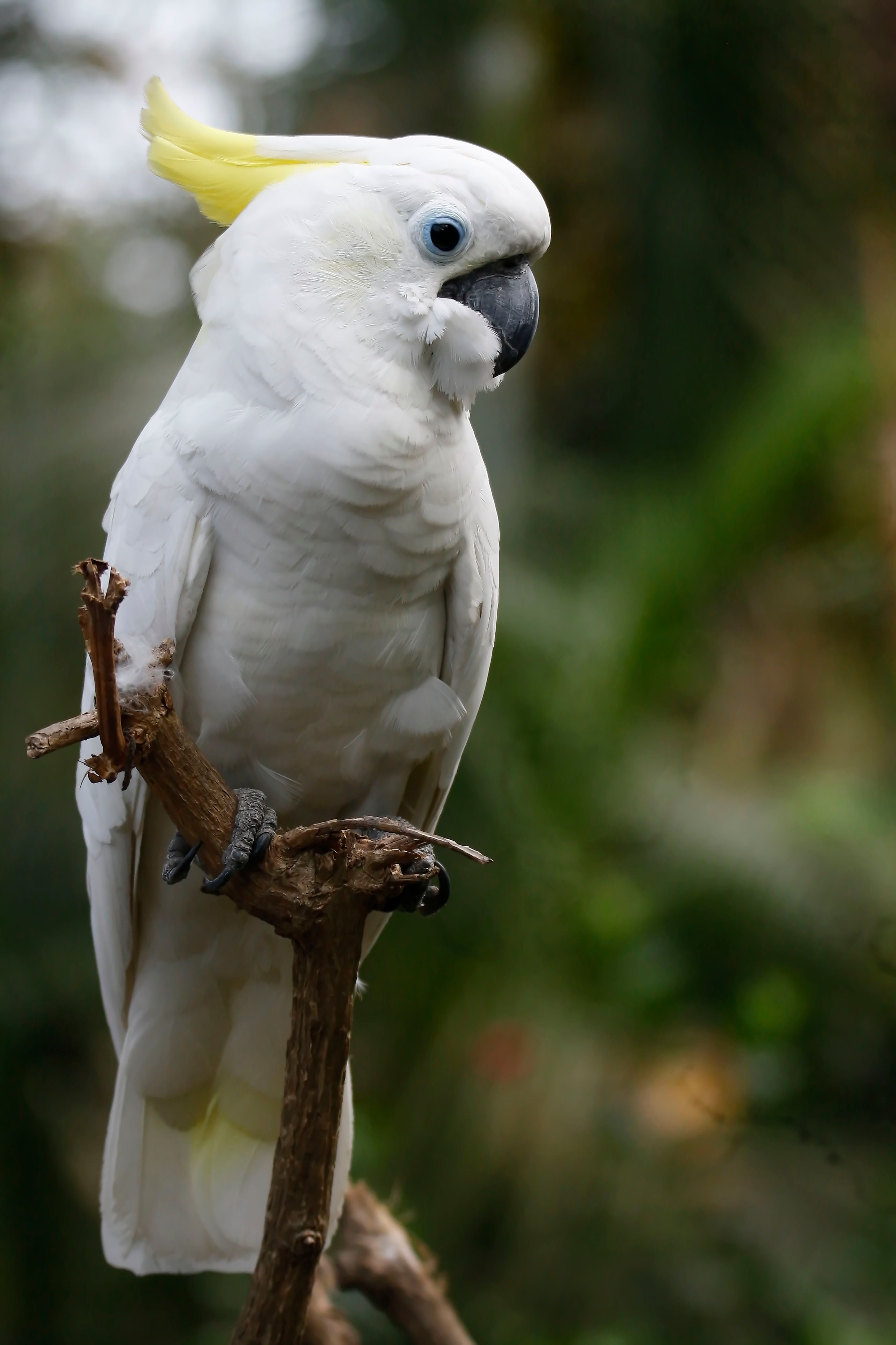 A White Kakadu Parrot · Free Stock Photo