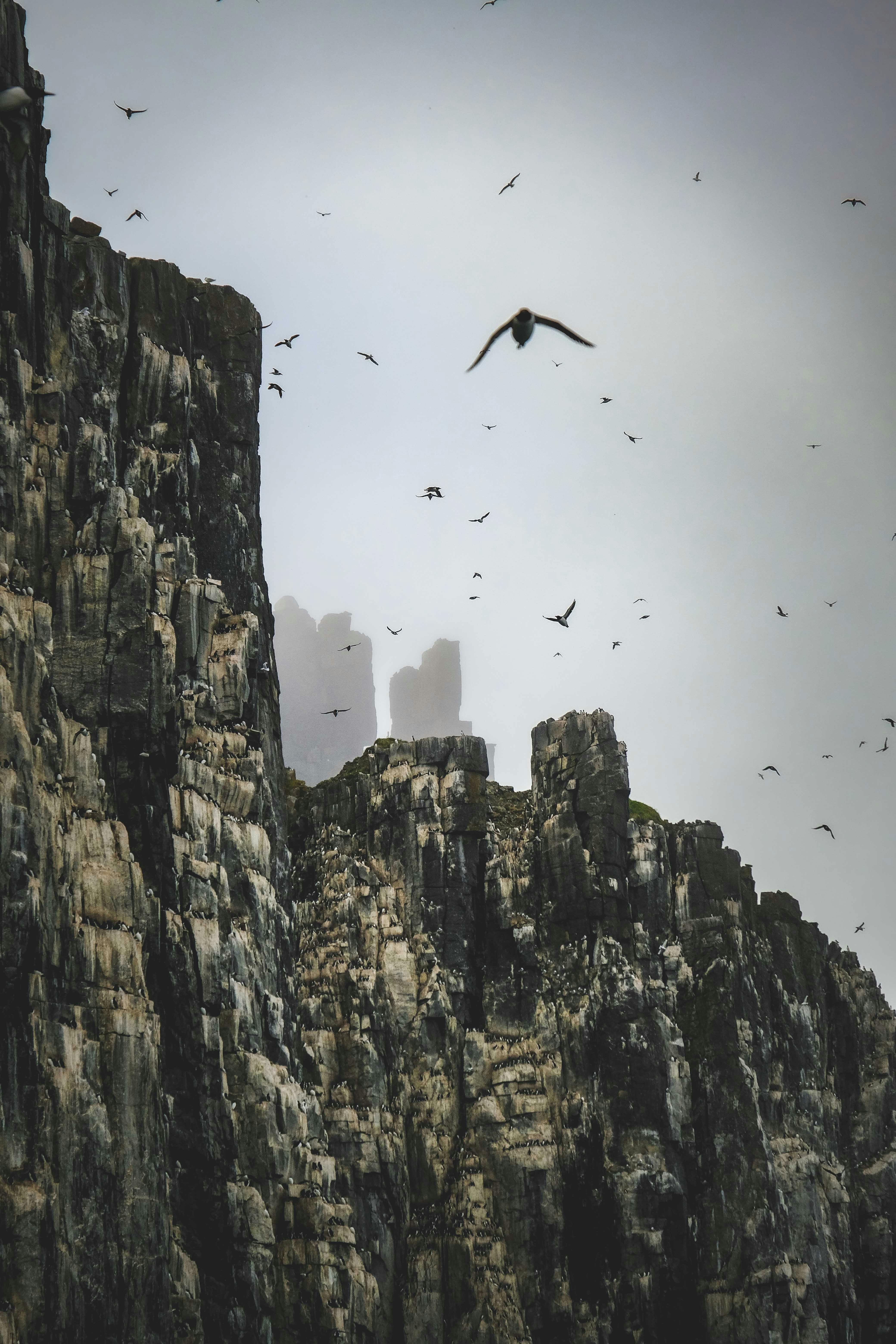 Birds Flying over a Rough Cliff · Free Stock Photo