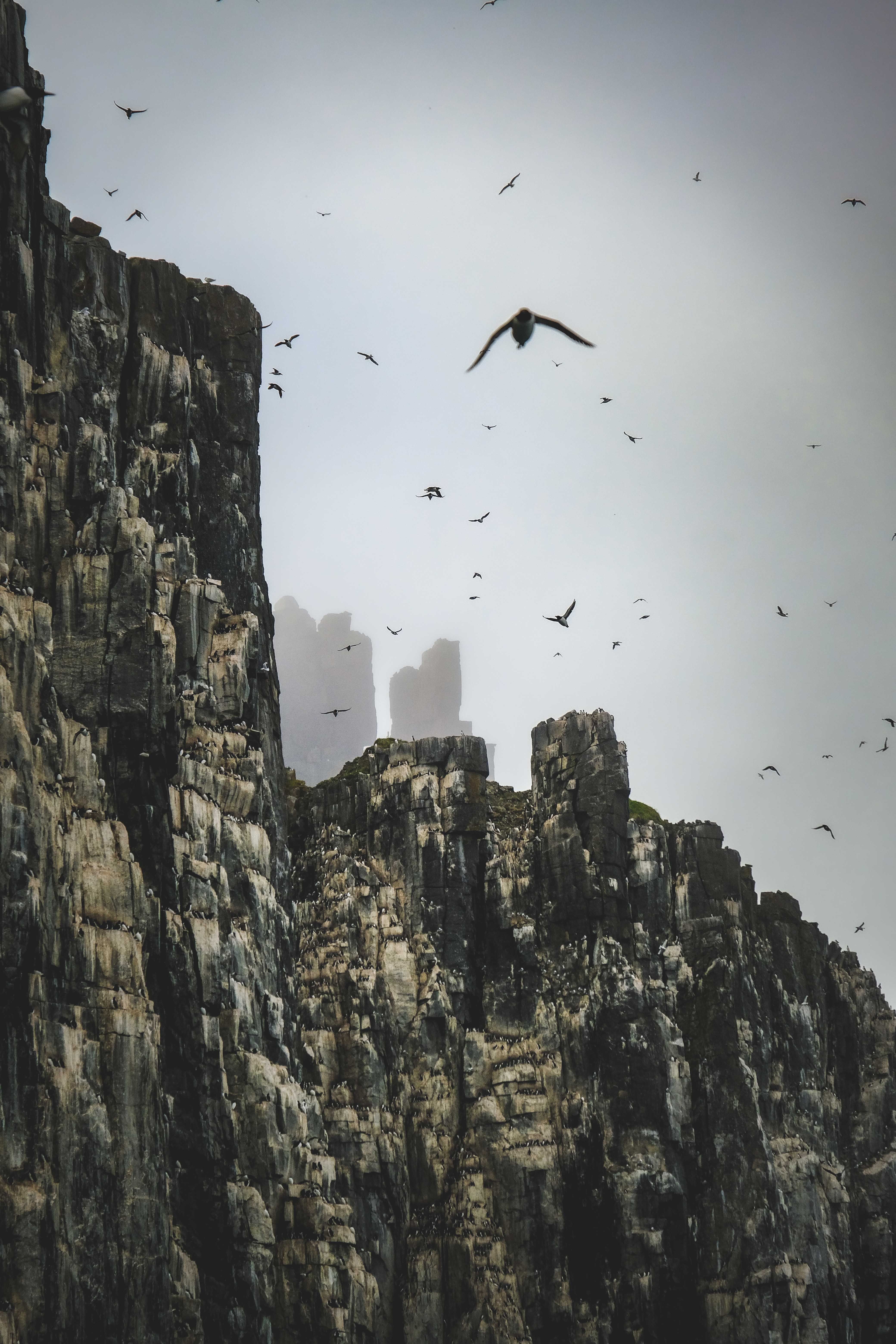 Birds Flying over a Rough Cliff · Free Stock Photo