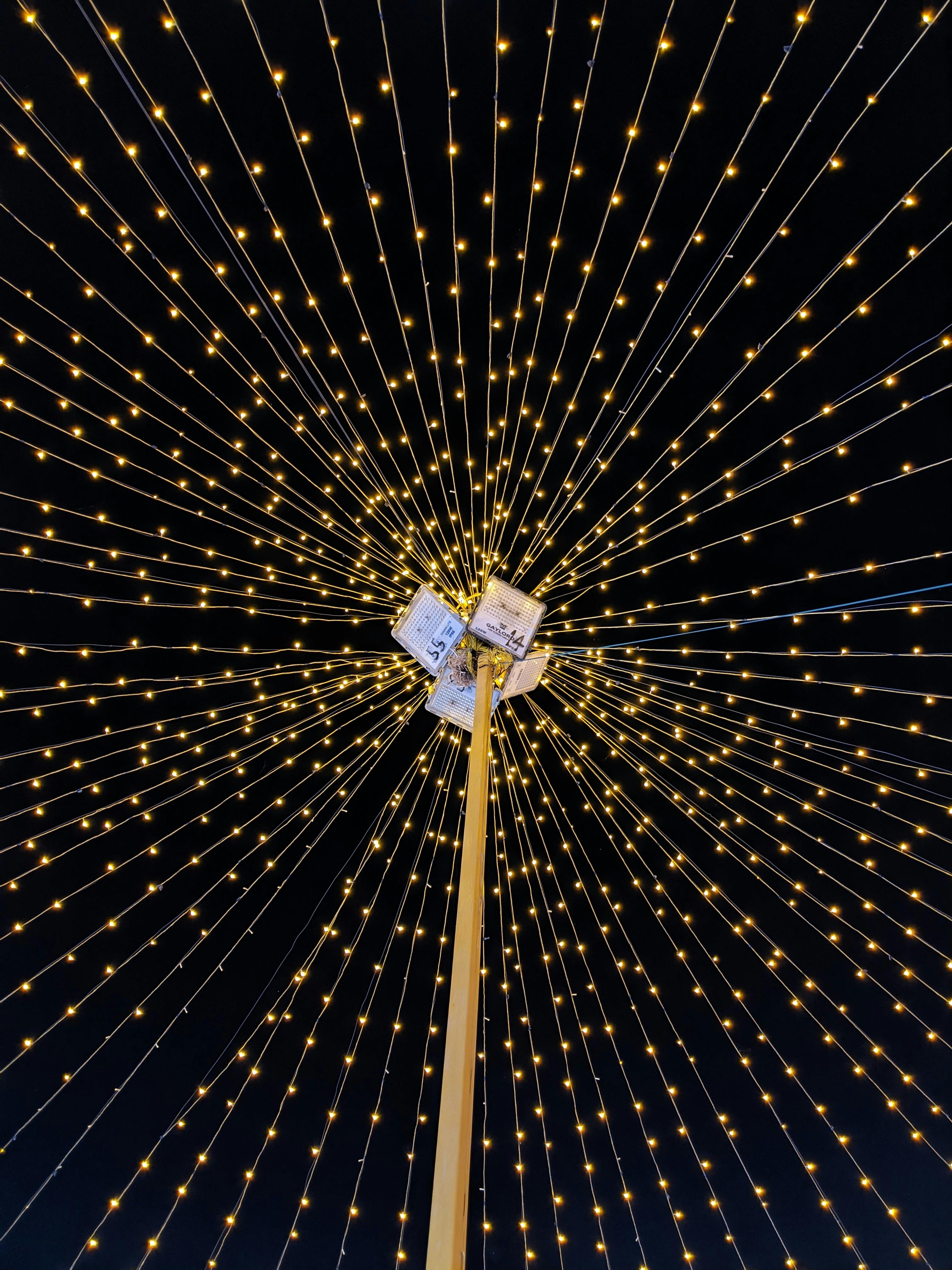 Yellow String Lights on Brown Tree · Free Stock Photo