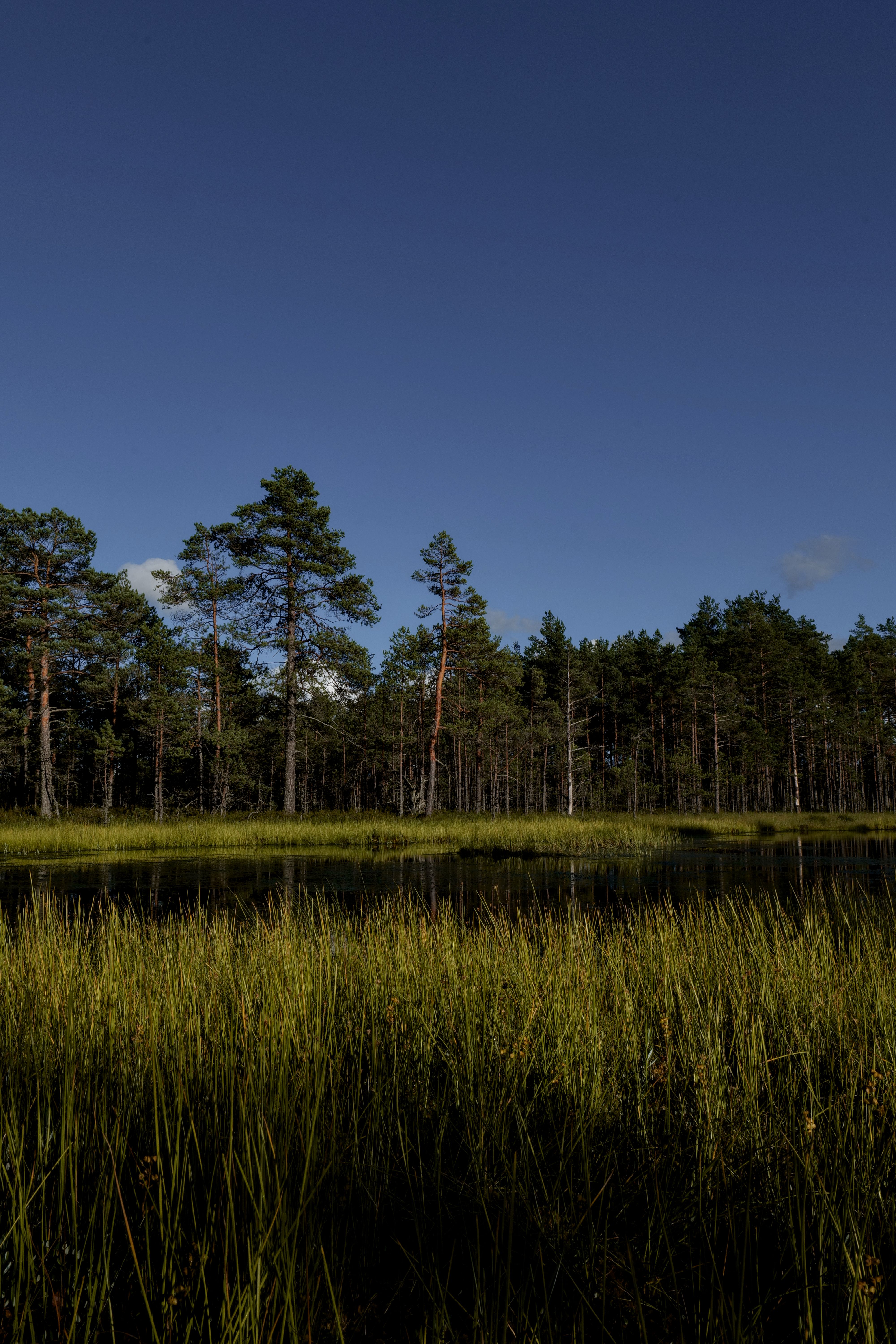 Foto de stock gratuita sobre al aire libre, arboles, belleza natural ...