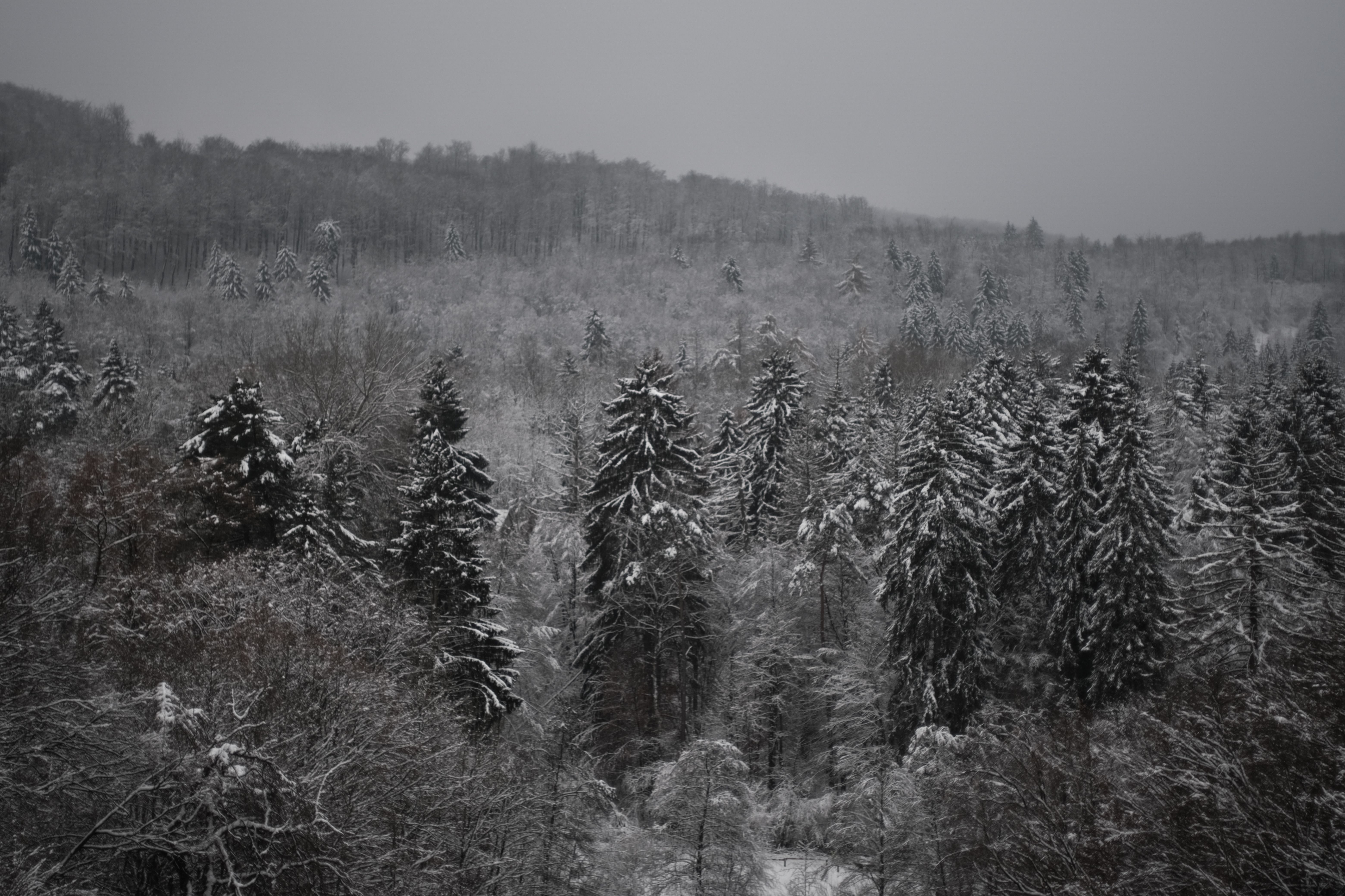 Snowy Conifers in Woods in Winter · Free Stock Photo