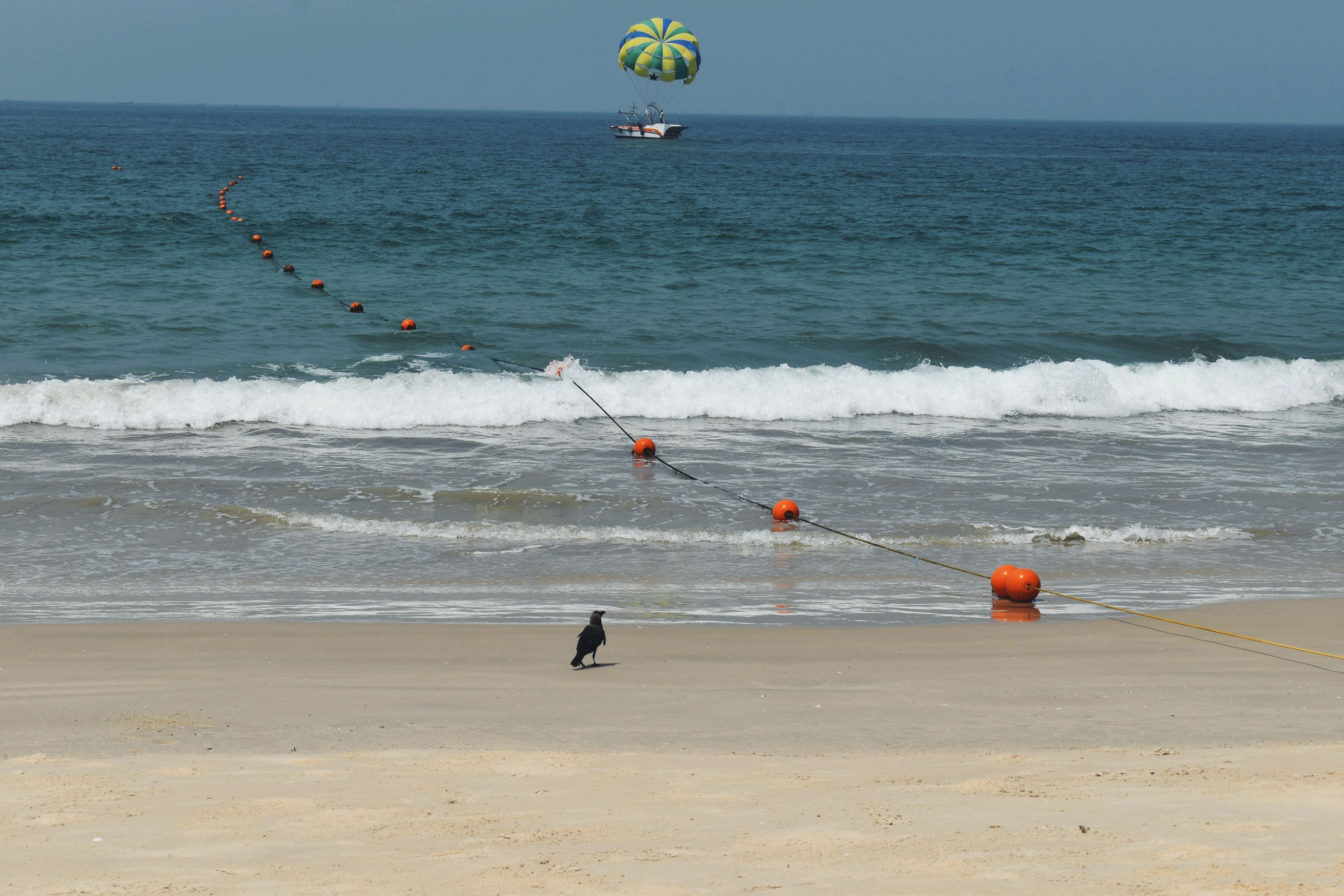 Bouy Bird Photos, Download The BEST Free Bouy Bird Stock Photos & HD Images