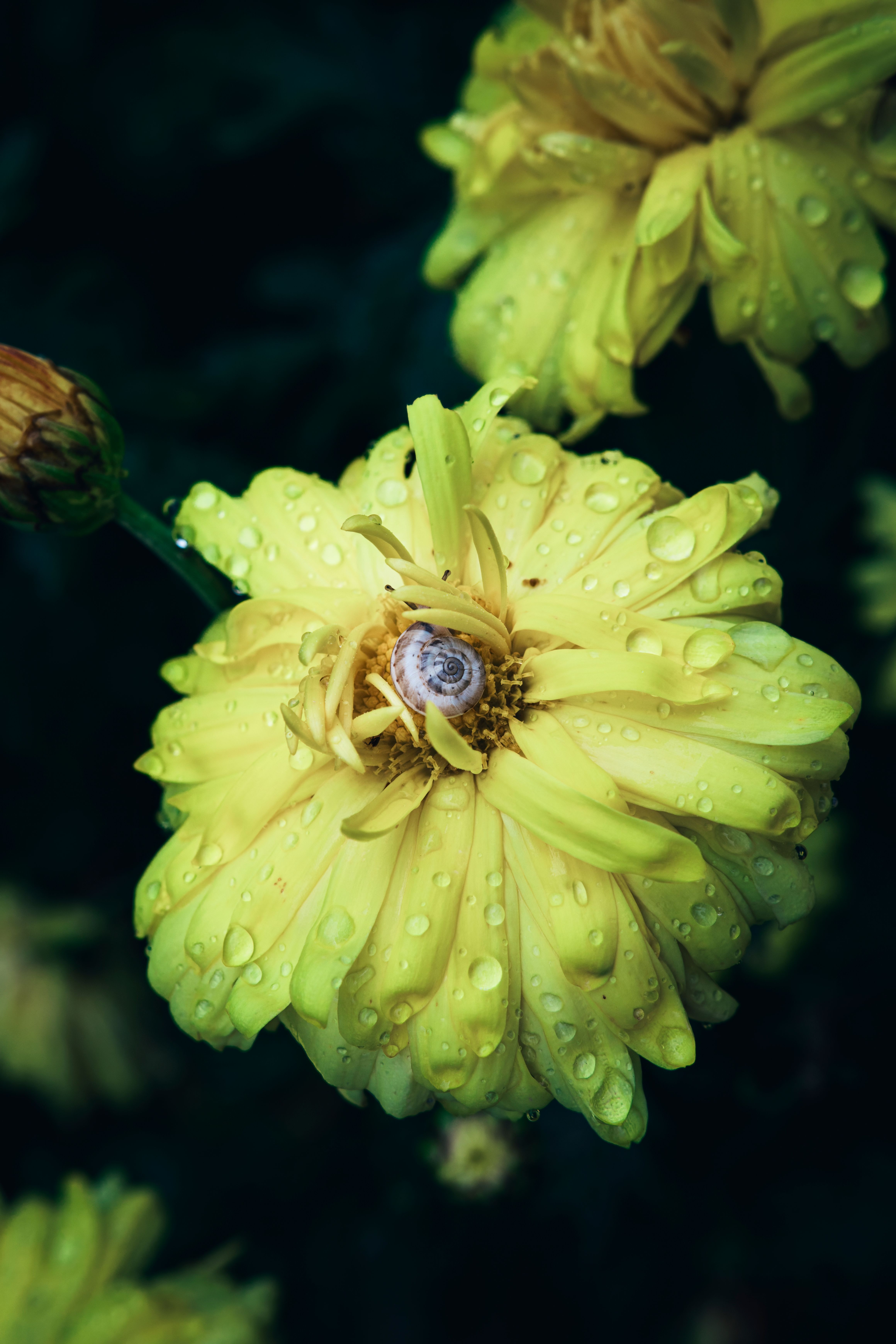 A close up of a yellow Hardy garden Chrysanthemum flower with a small ...