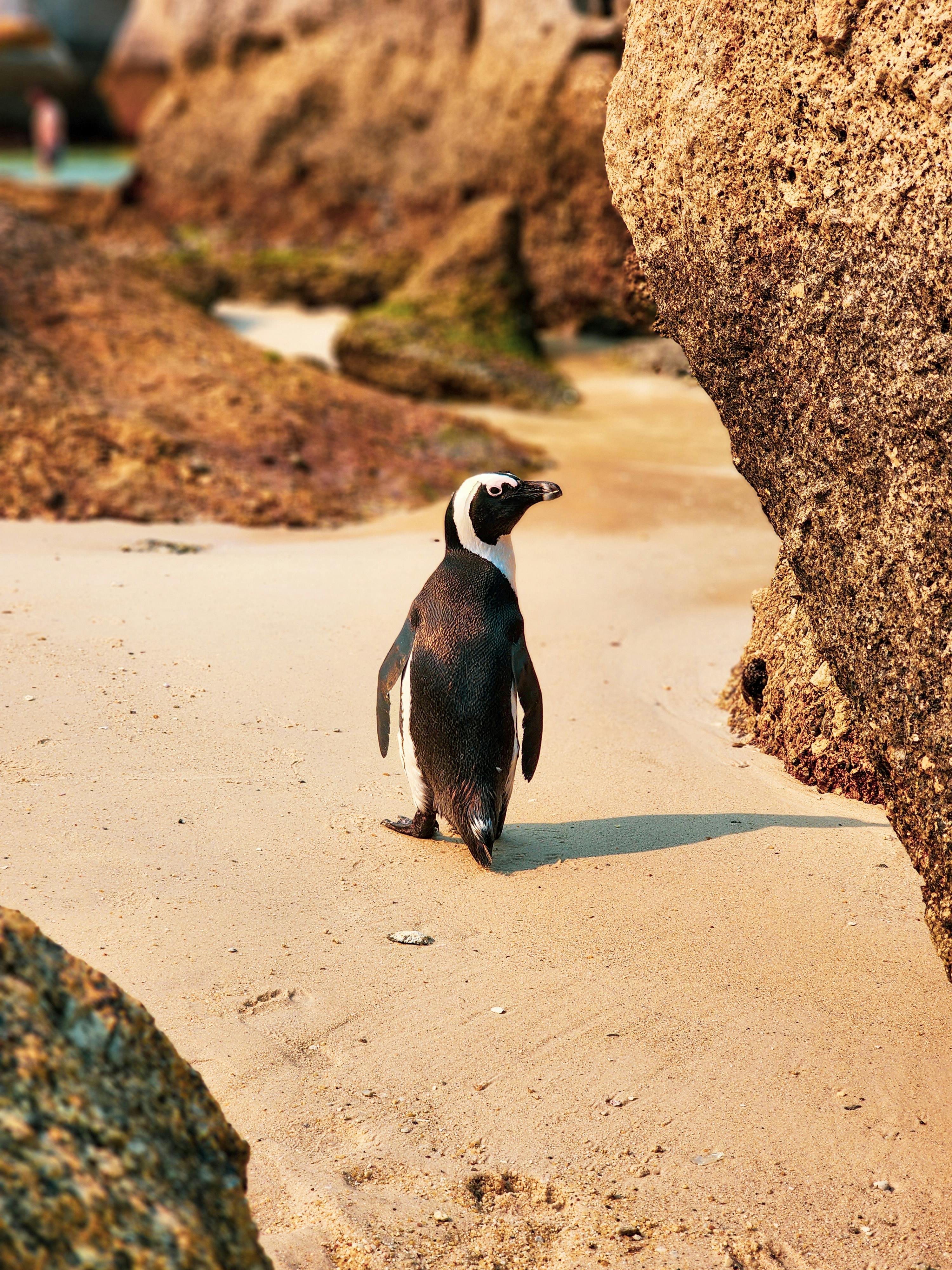 Flock of Penguins Near Sea · Free Stock Photo