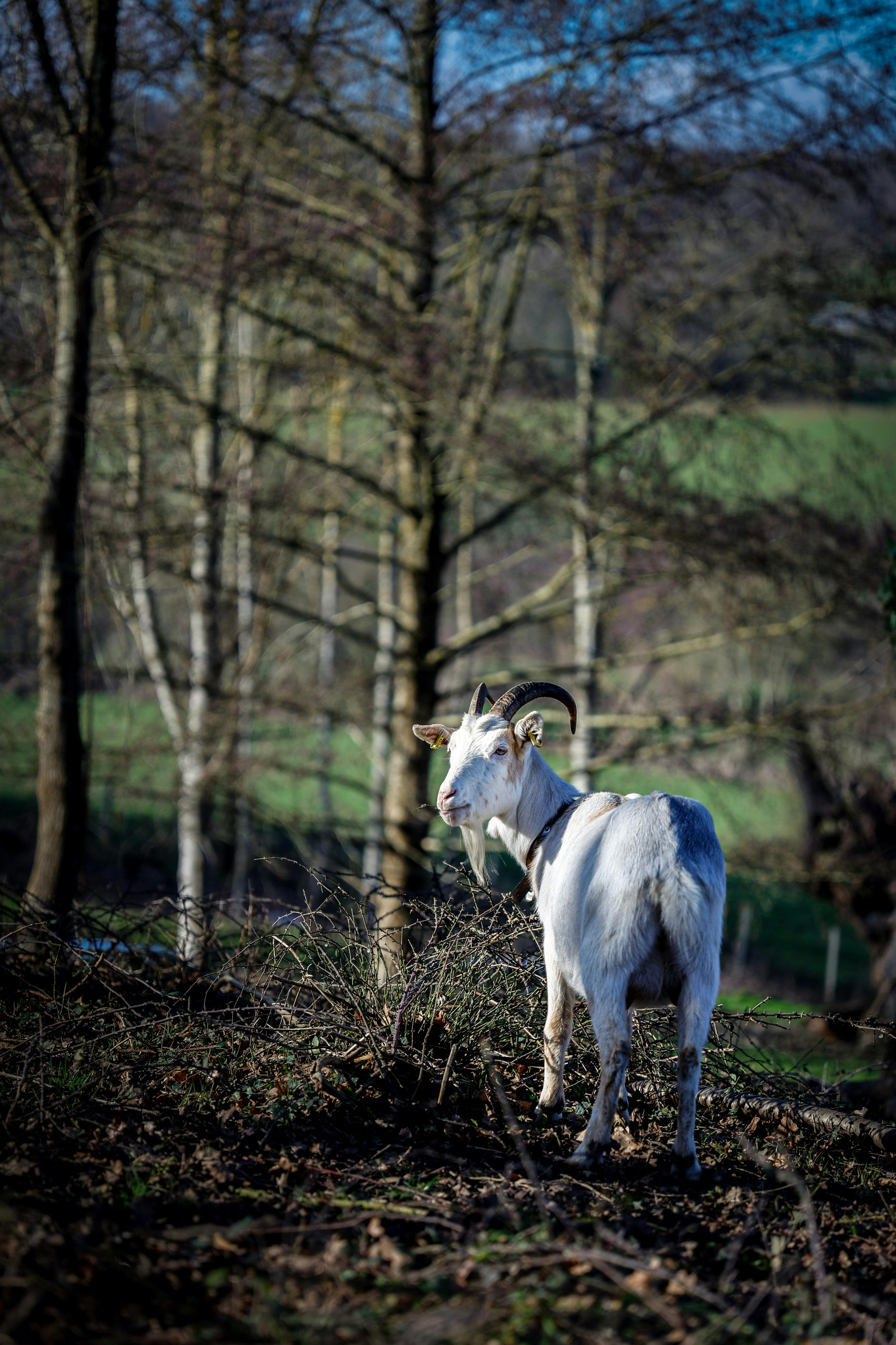 White Goat Chewing Bush Twigs · Free Stock Photo