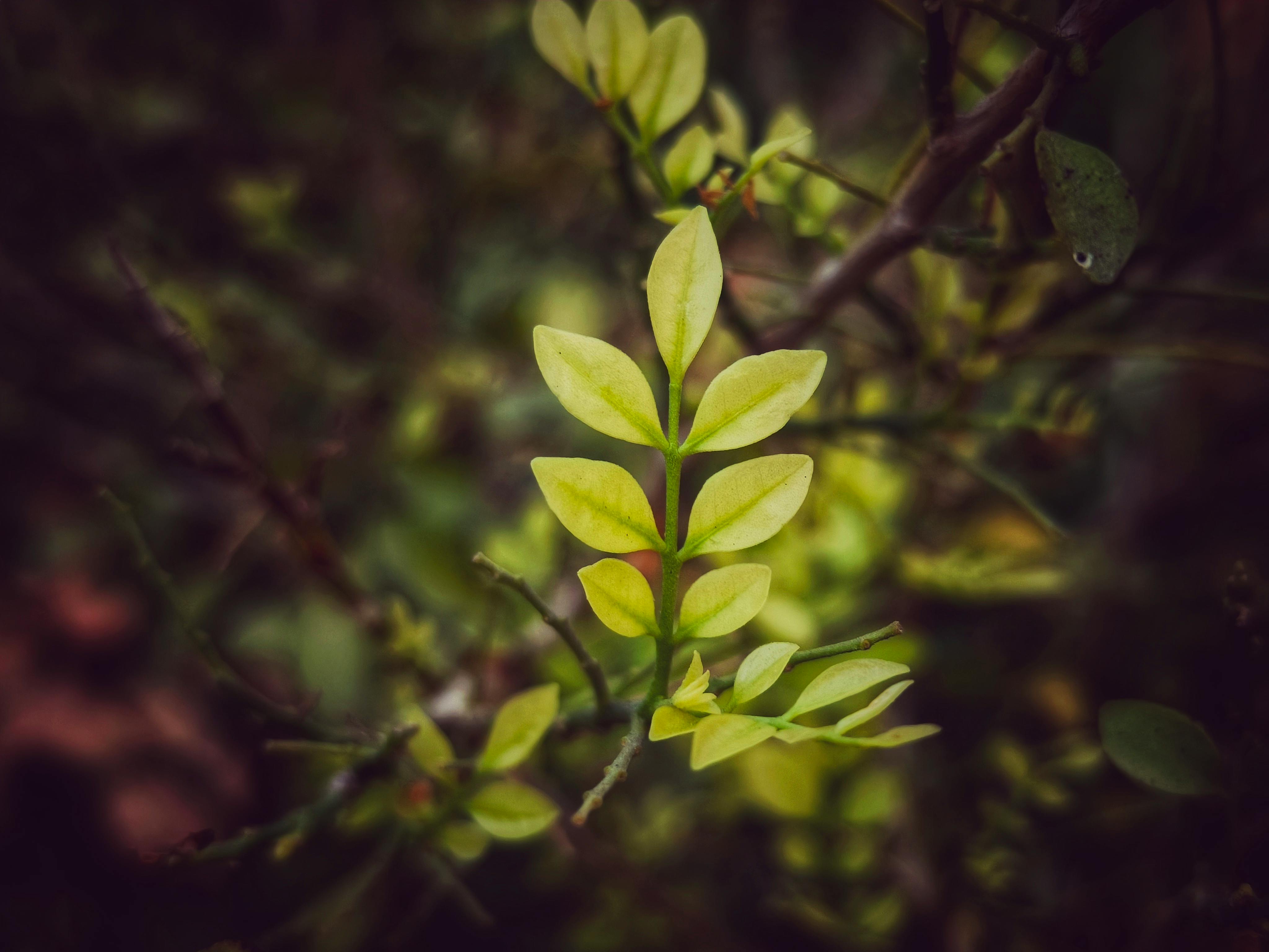 Garuda - Photography