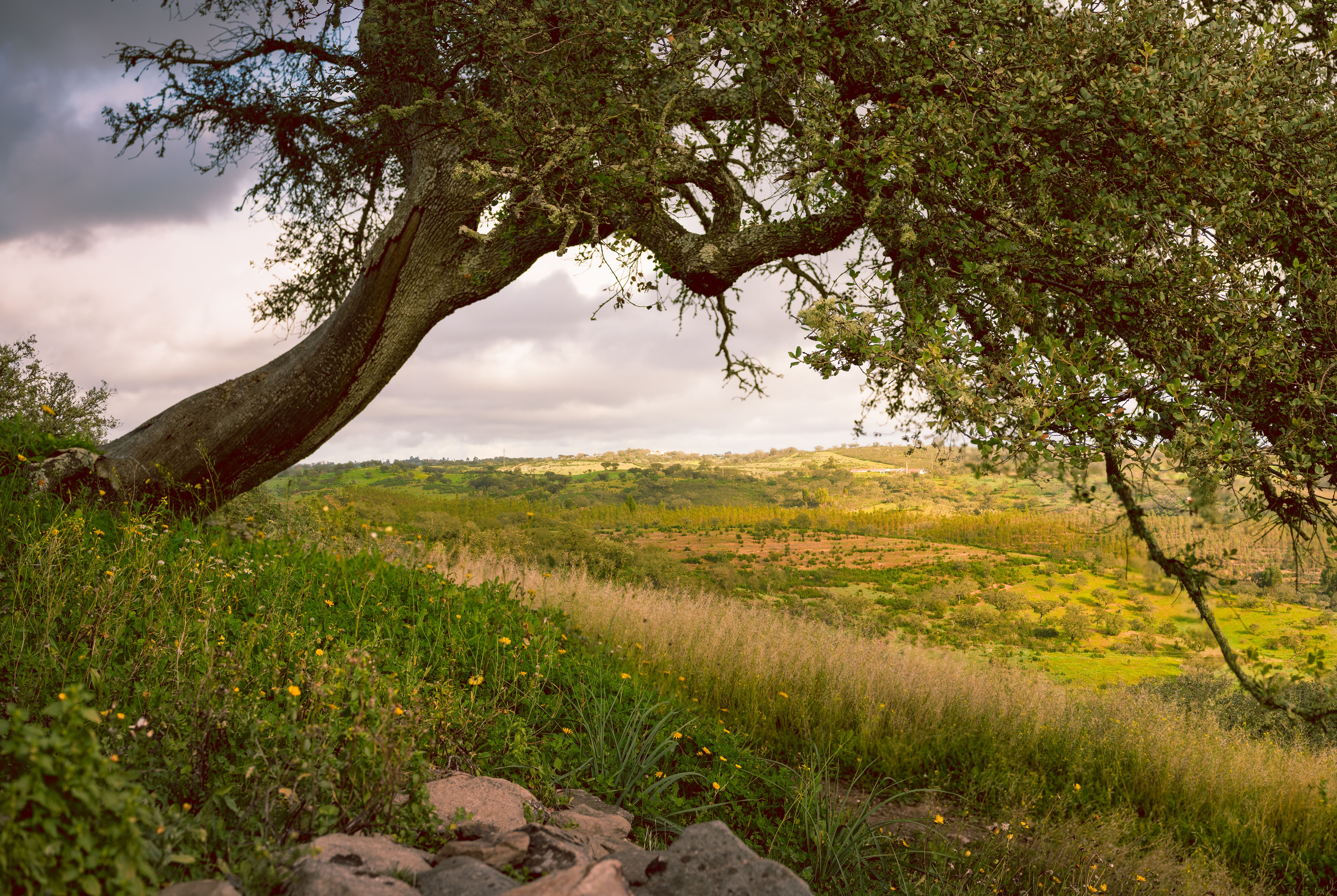 Fields Seen from Hill · Free Stock Photo