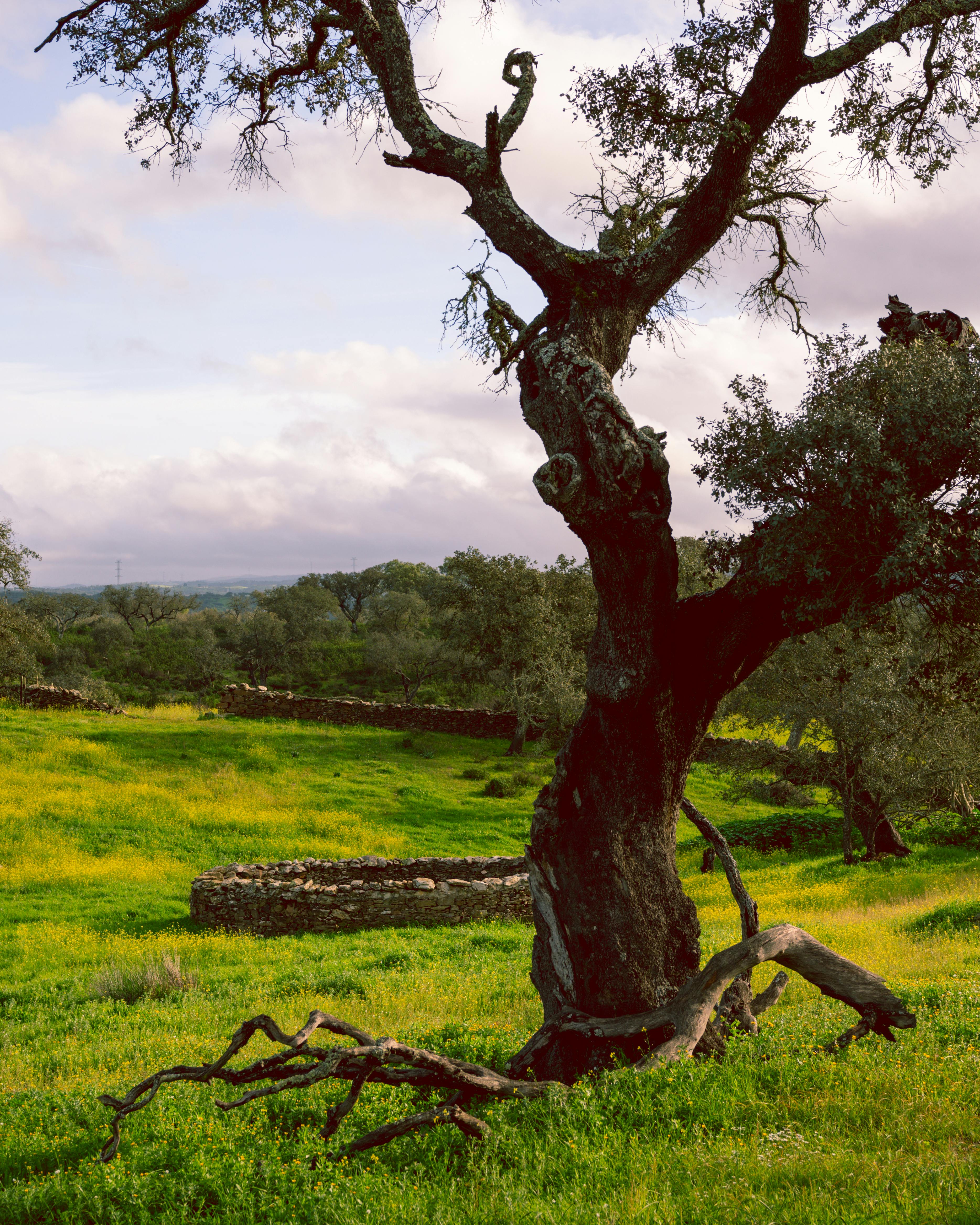 Old Crooked Tree Growing in a Field · Free Stock Photo