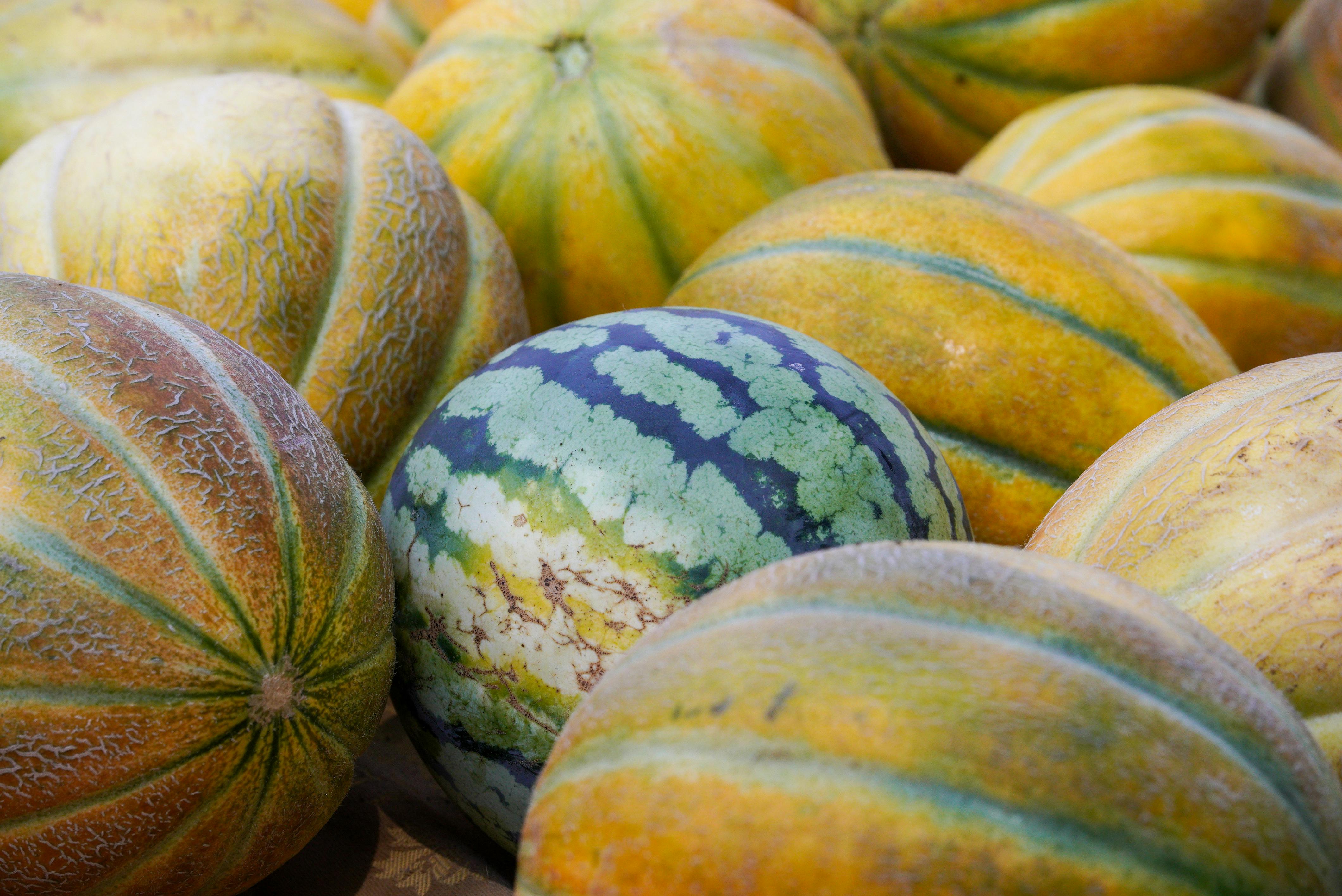 Many yellow melons photographed close up · Free Stock Photo