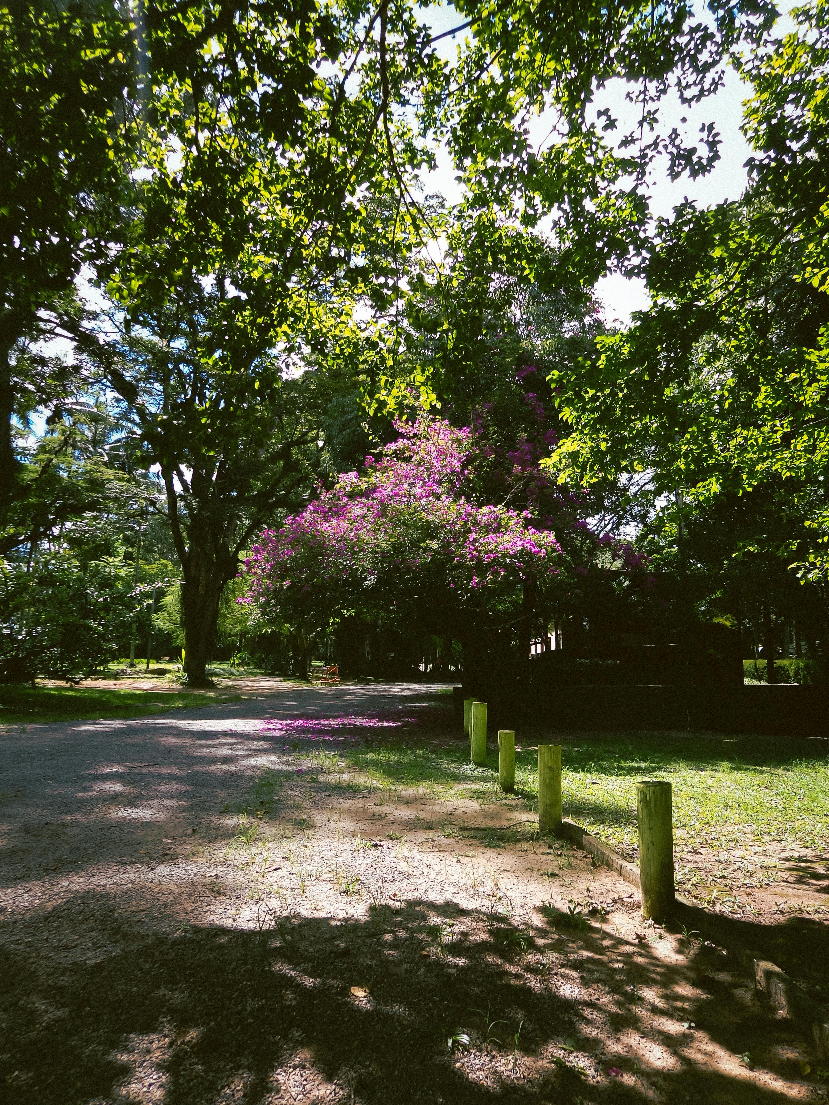 Path Among Trees in a Park · Free Stock Photo