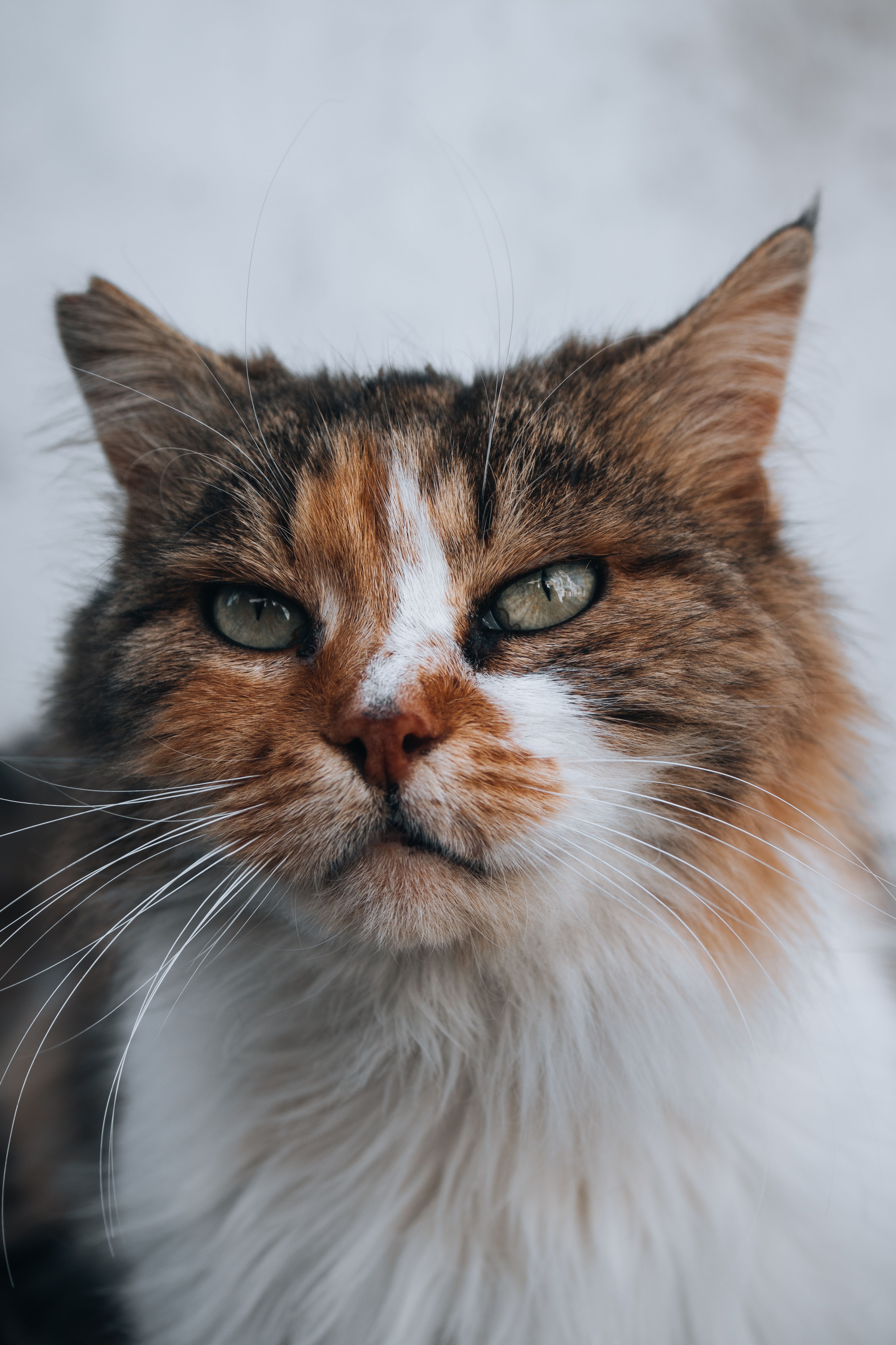 Cat Face Furry Hd The Cold Stare Of The Beast Fully Focused And Listen