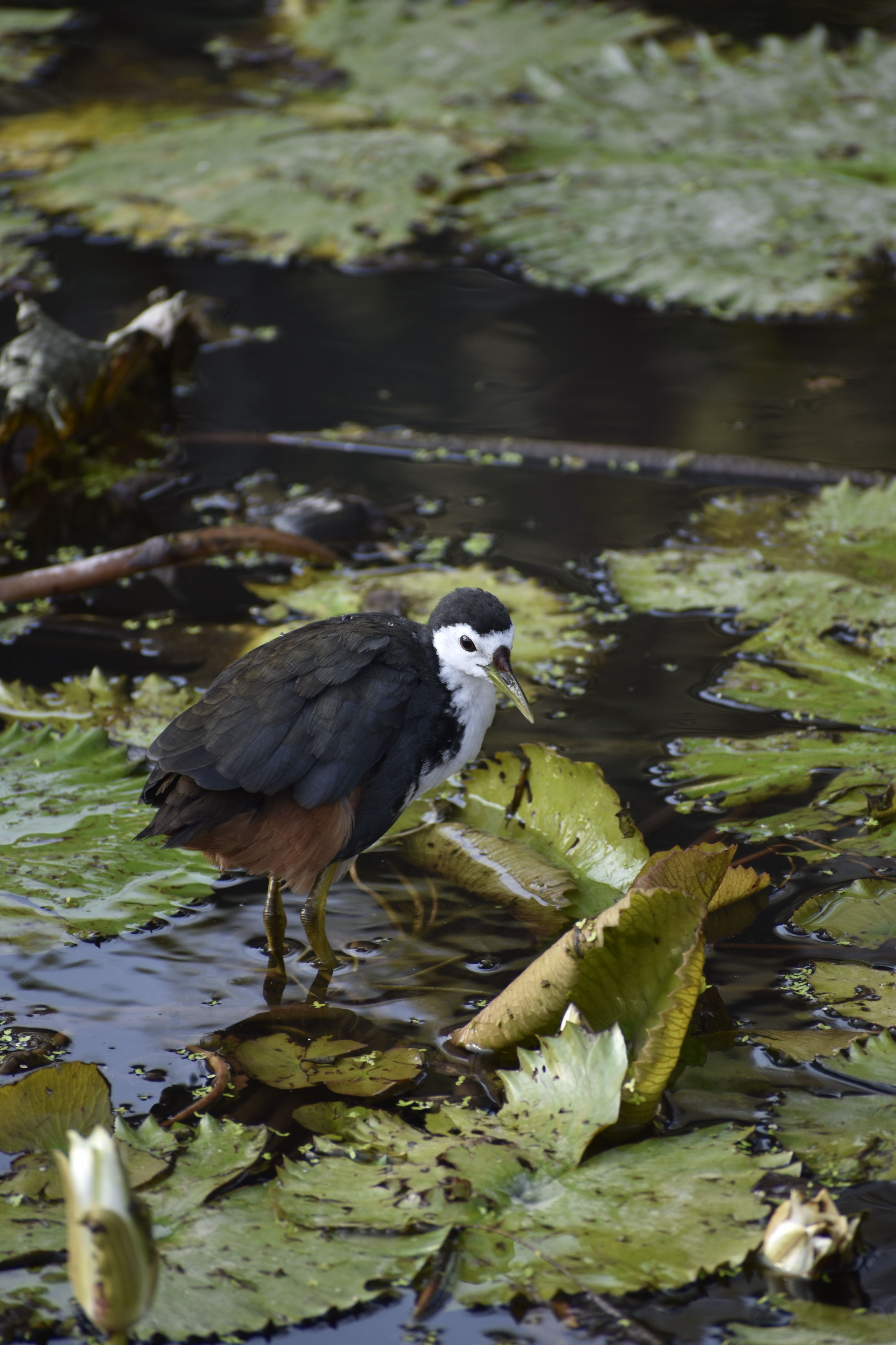 Foto de stock gratuita sobre agua de pecho blanco, ave acuática, aves ...
